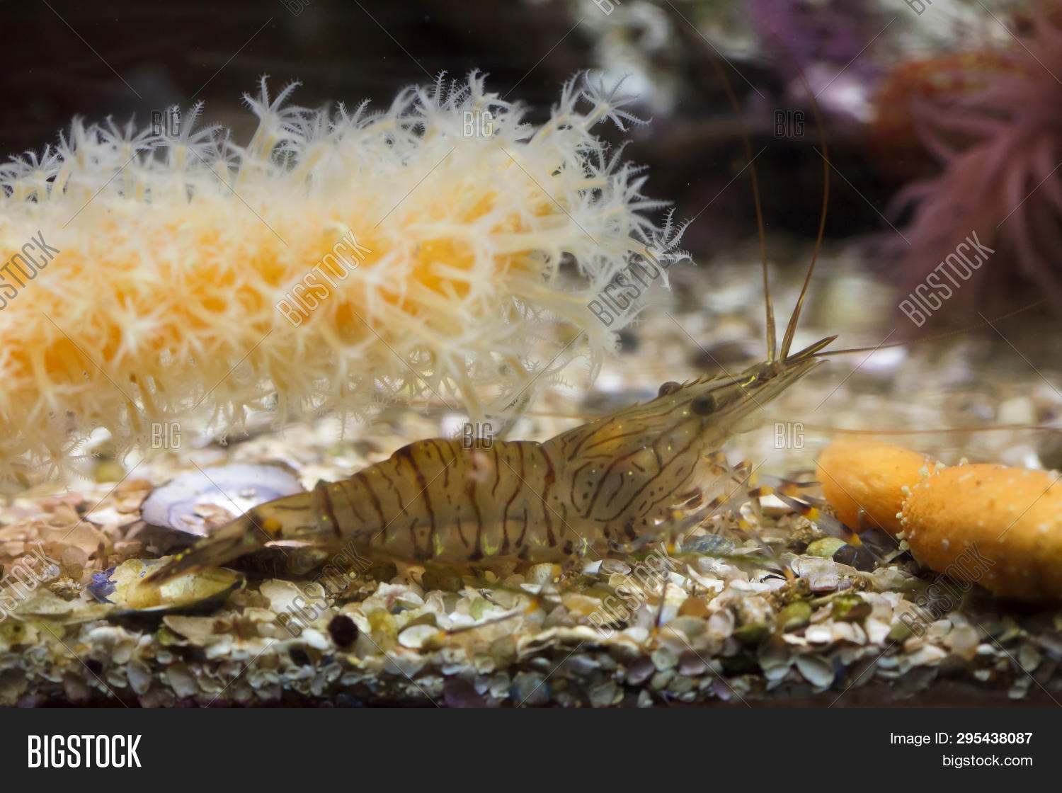 Blue Bee Shrimp ( Image & Photo (Free Trial) | Bigstock