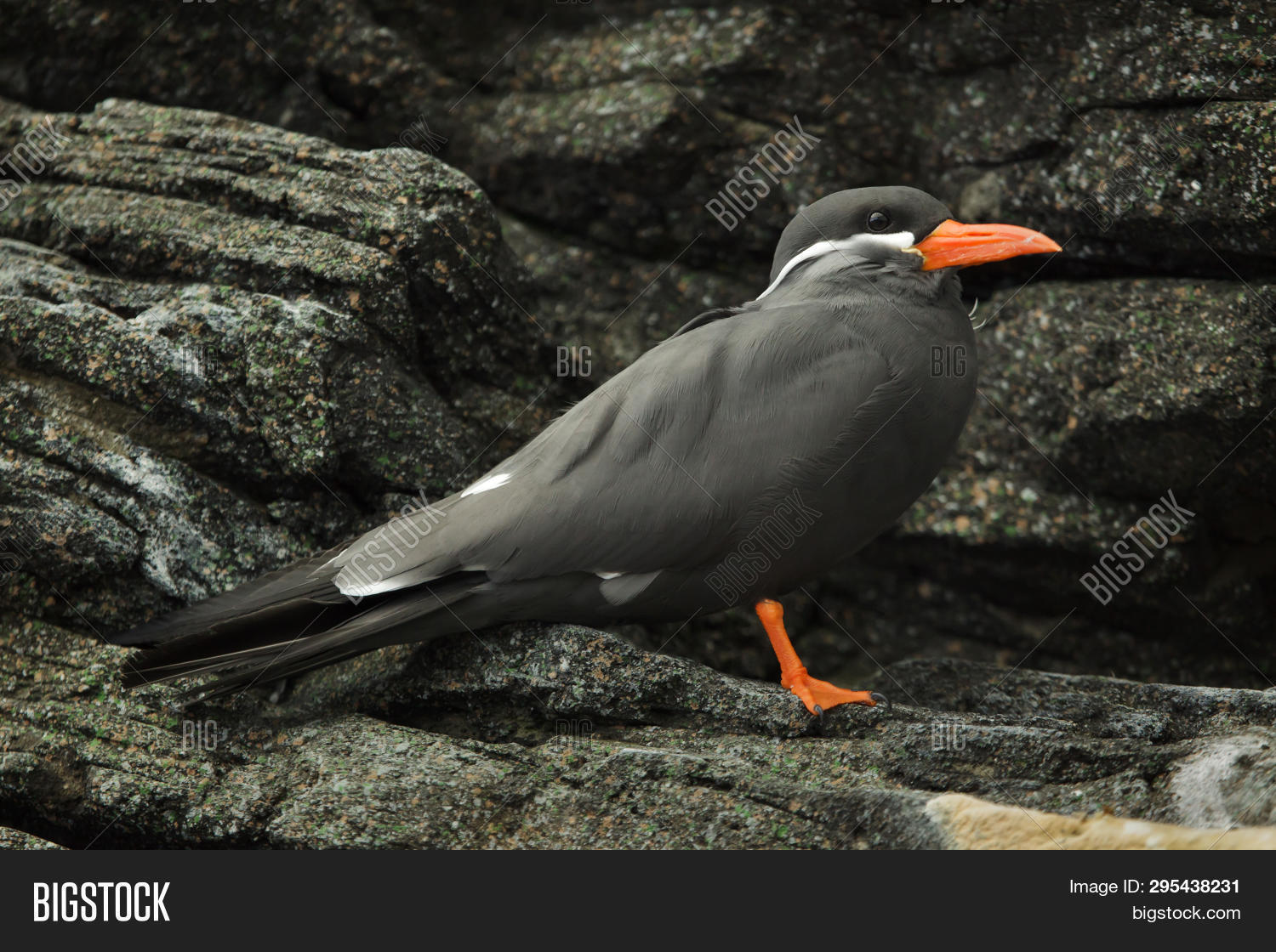 Inca Tern (Larosterna Image & Photo (Free Trial) | Bigstock
