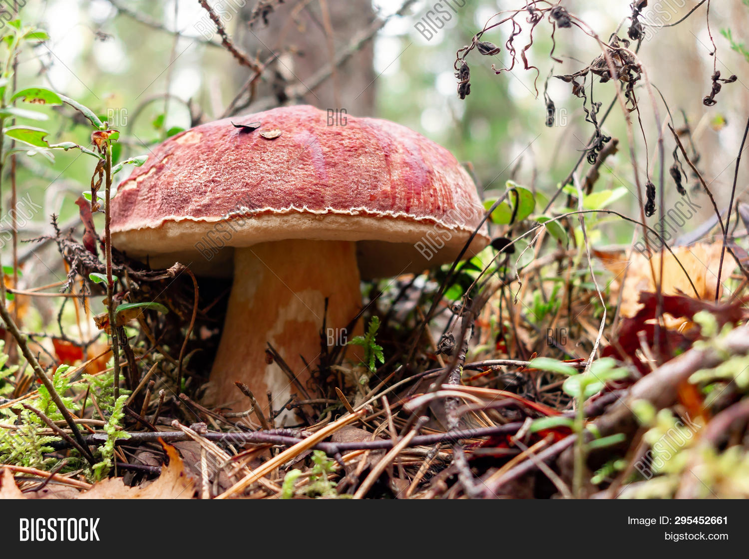 Edible Boletus Edulis Image & Photo (Free Trial) | Bigstock