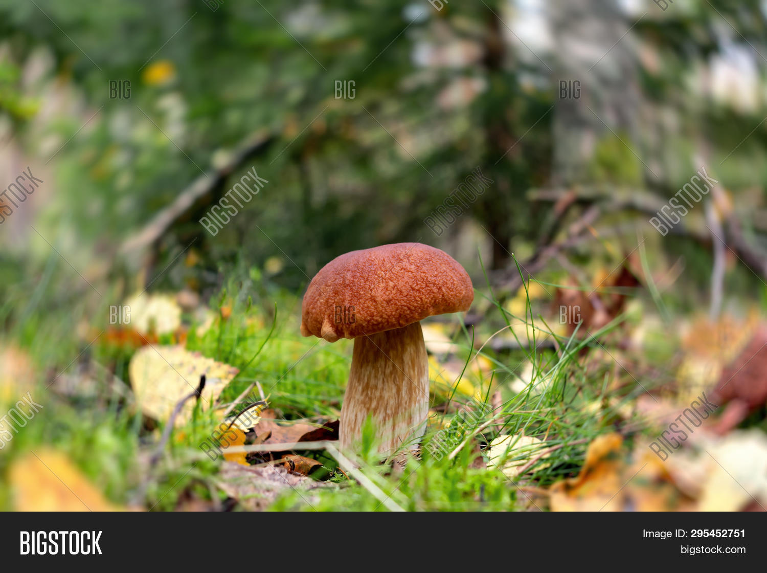 Edible Boletus Edulis Image & Photo (Free Trial) | Bigstock