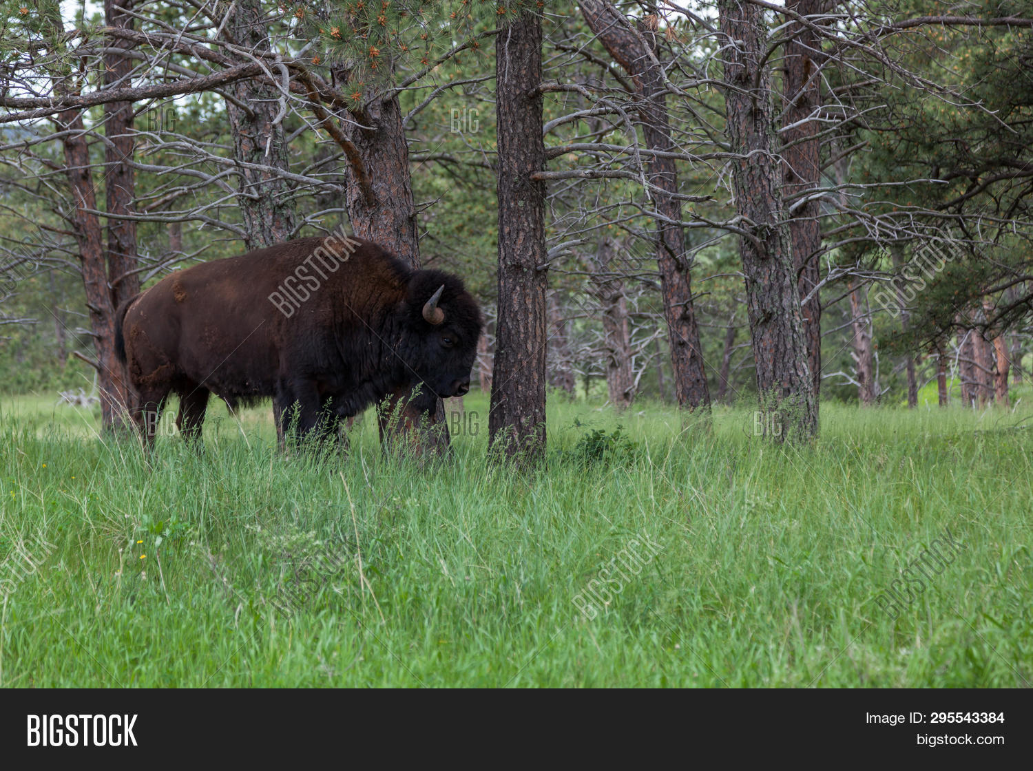 Large Male Bison Using Image & Photo (Free Trial) | Bigstock