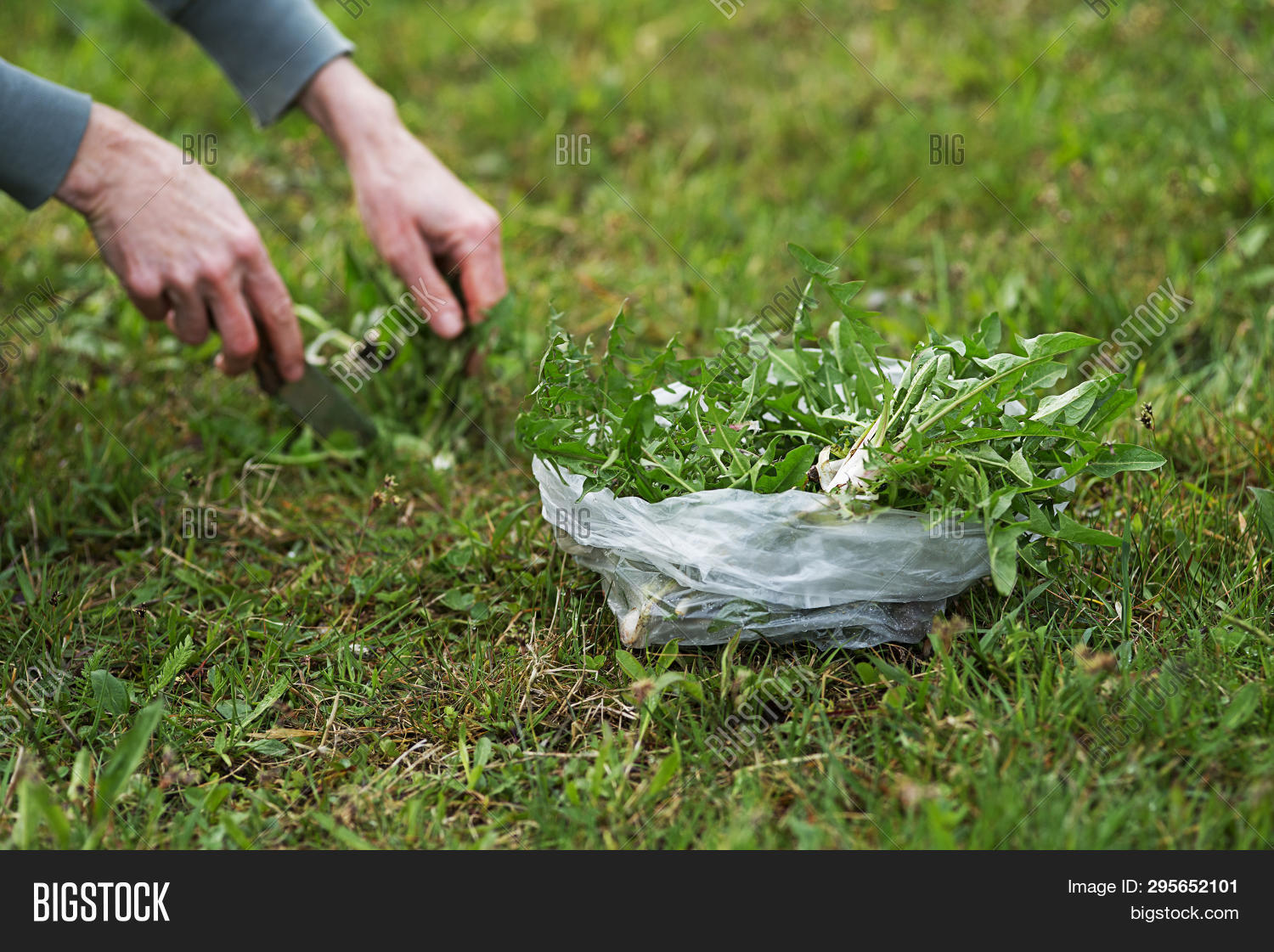 Dandelion. Picking Image & Photo (Free Trial) | Bigstock