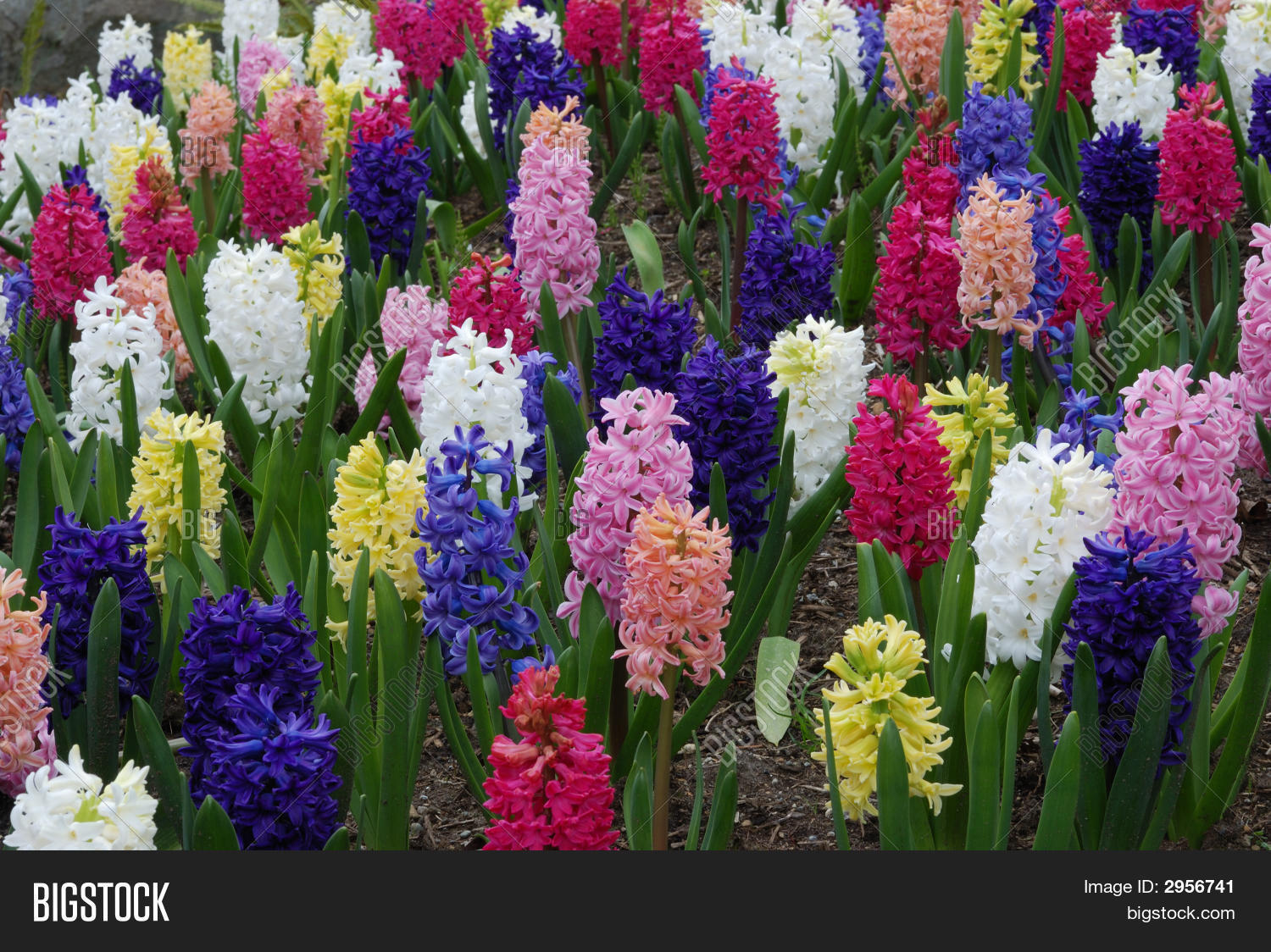 Colorful Hyacinth Image & Photo (Free Trial) | Bigstock