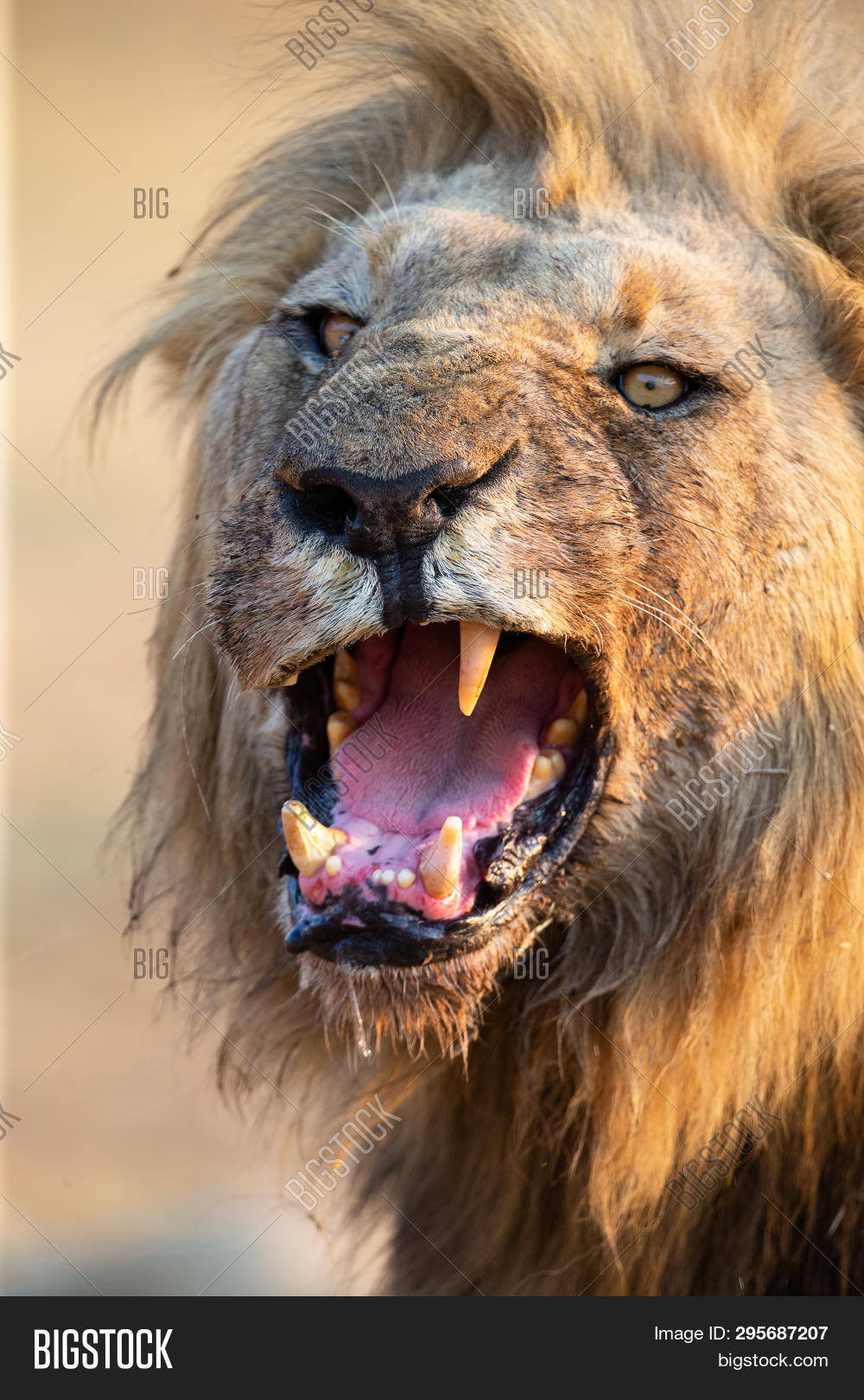 Lion Male Huge Mane Image & Photo (Free Trial) | Bigstock