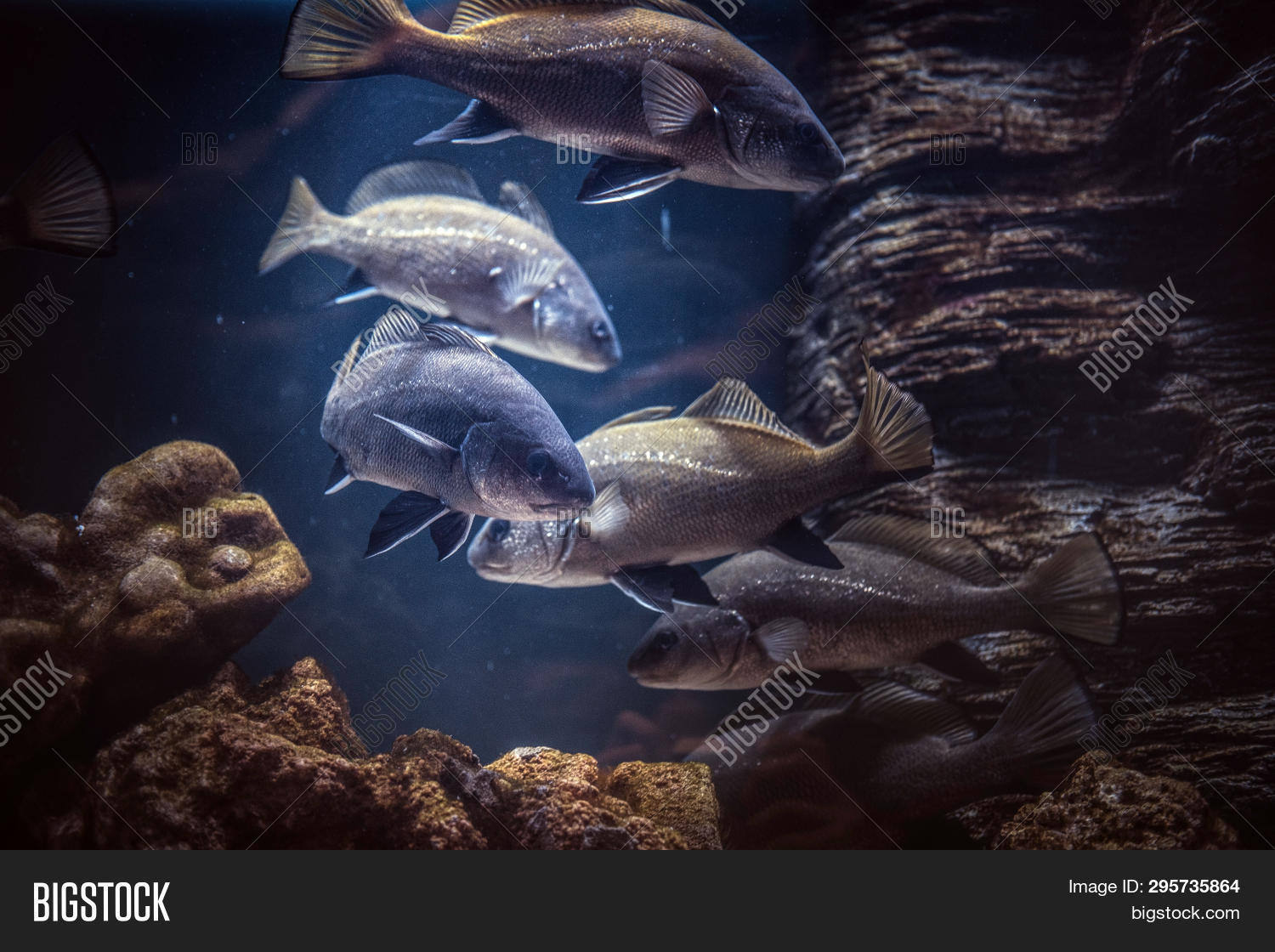 Group Fish Underwater Image & Photo (Free Trial) | Bigstock