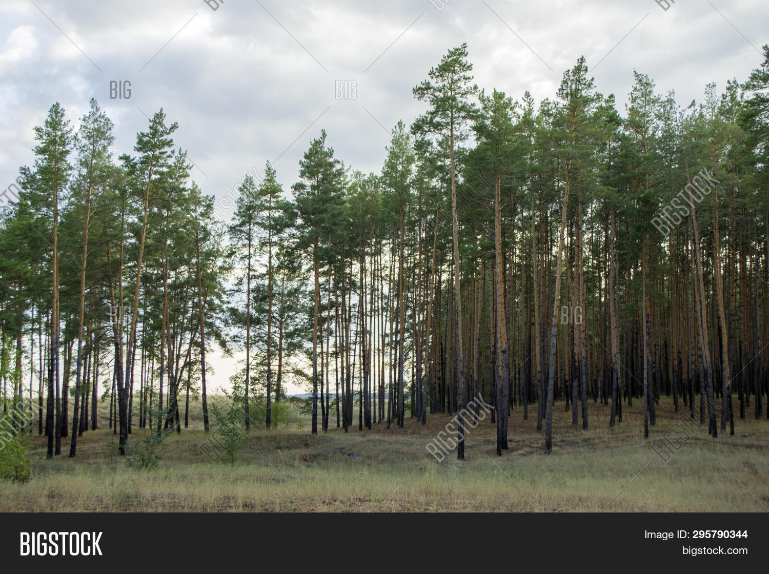 Trunks Tall Pine Trees Image & Photo (Free Trial) | Bigstock