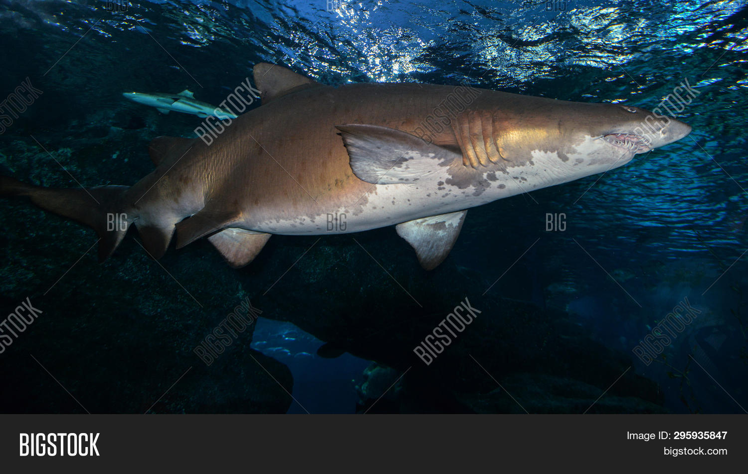Shark Swimming Marine Image & Photo (Free Trial) | Bigstock