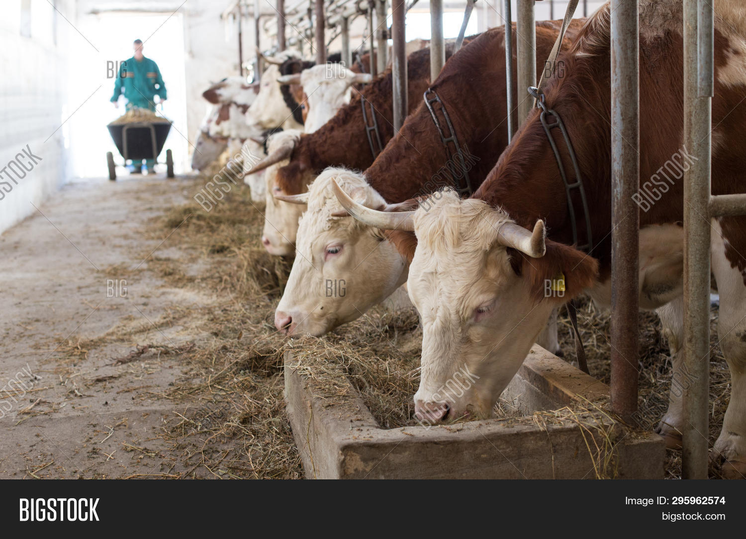 Farmer Feeding Cows Image & Photo (Free Trial) | Bigstock