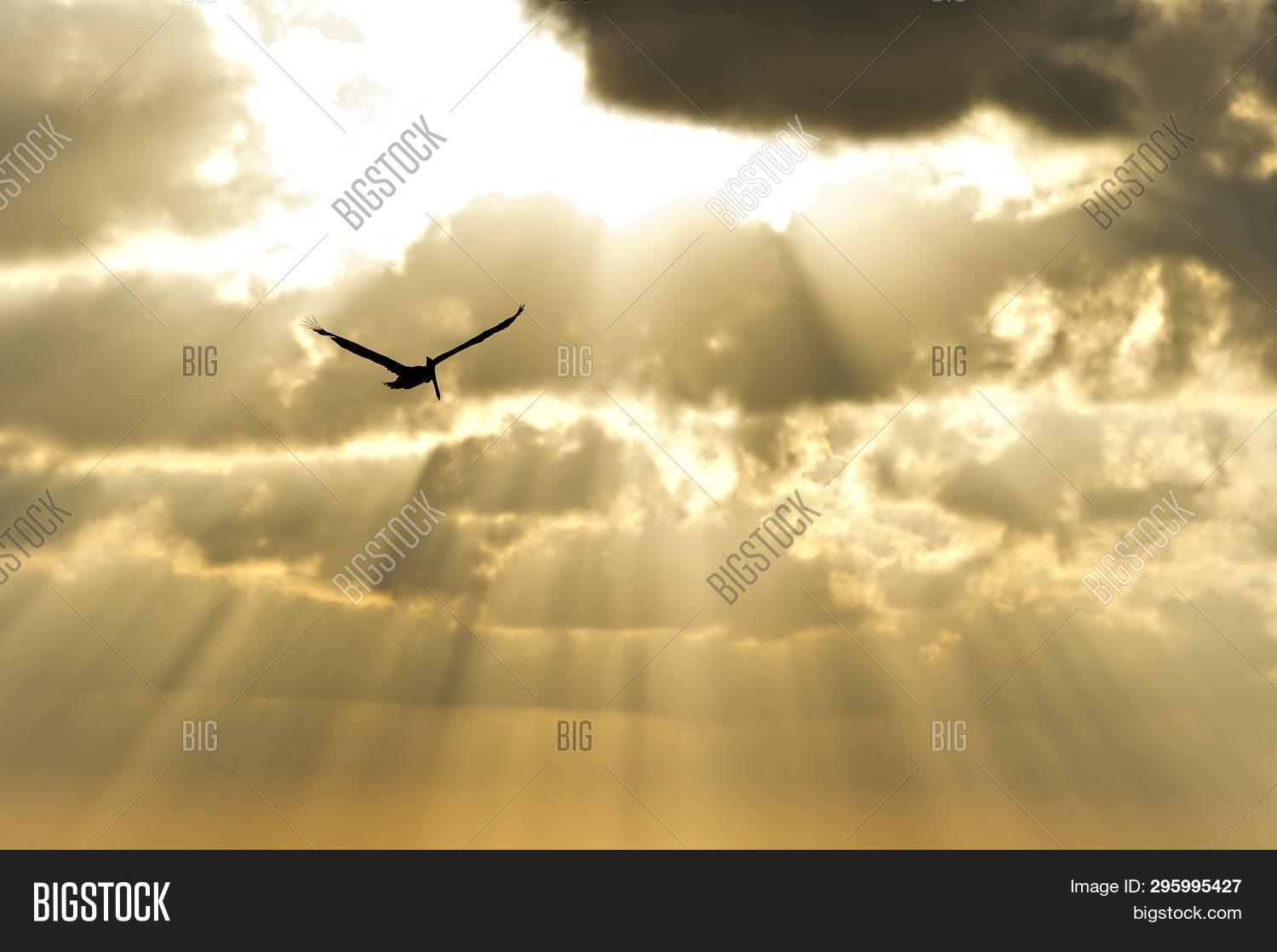 Sun Ray Heaven Bird Image & Photo (Free Trial) | Bigstock
