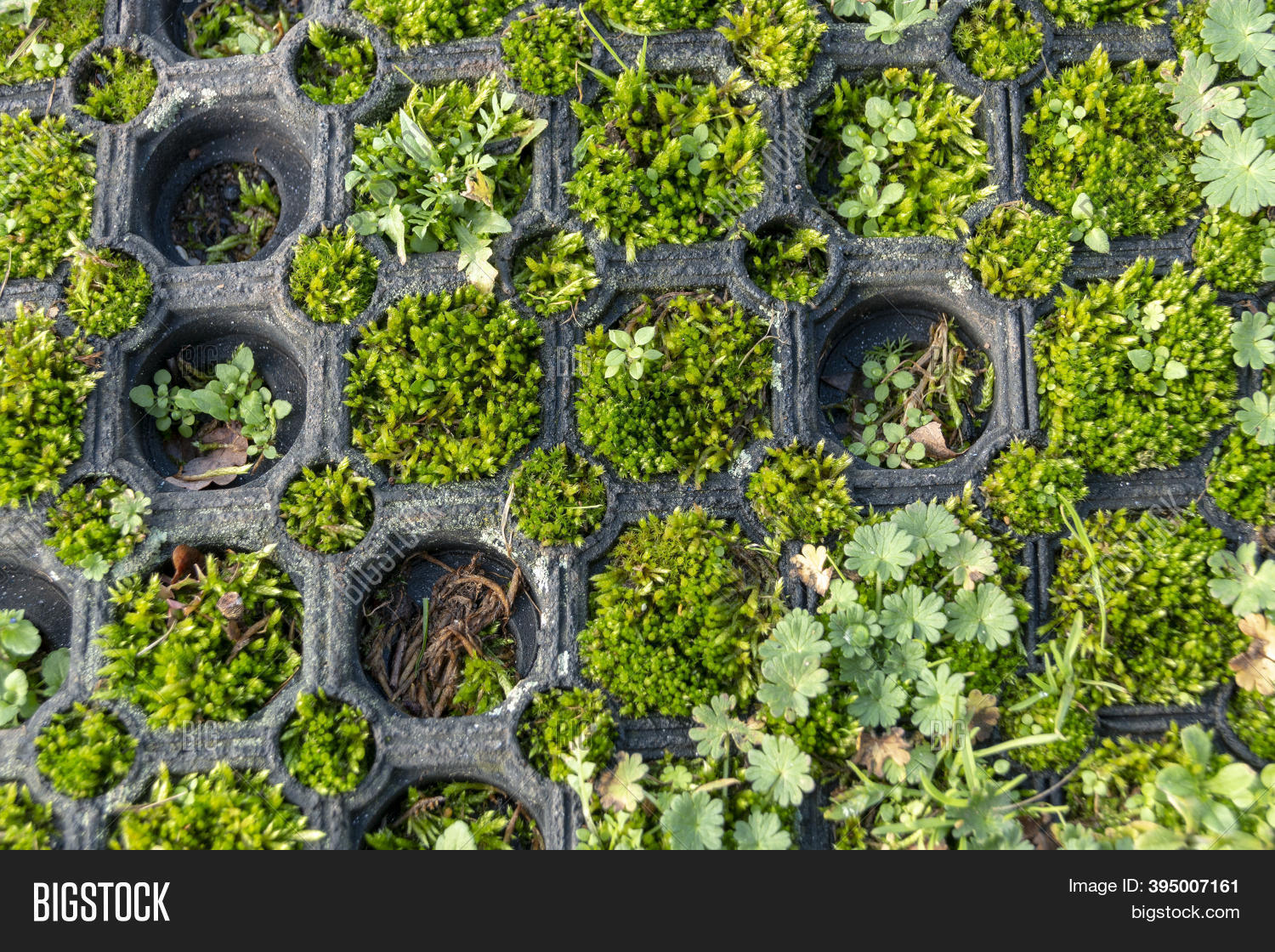 Close View Moss Weeds Image & Photo (Free Trial) | Bigstock