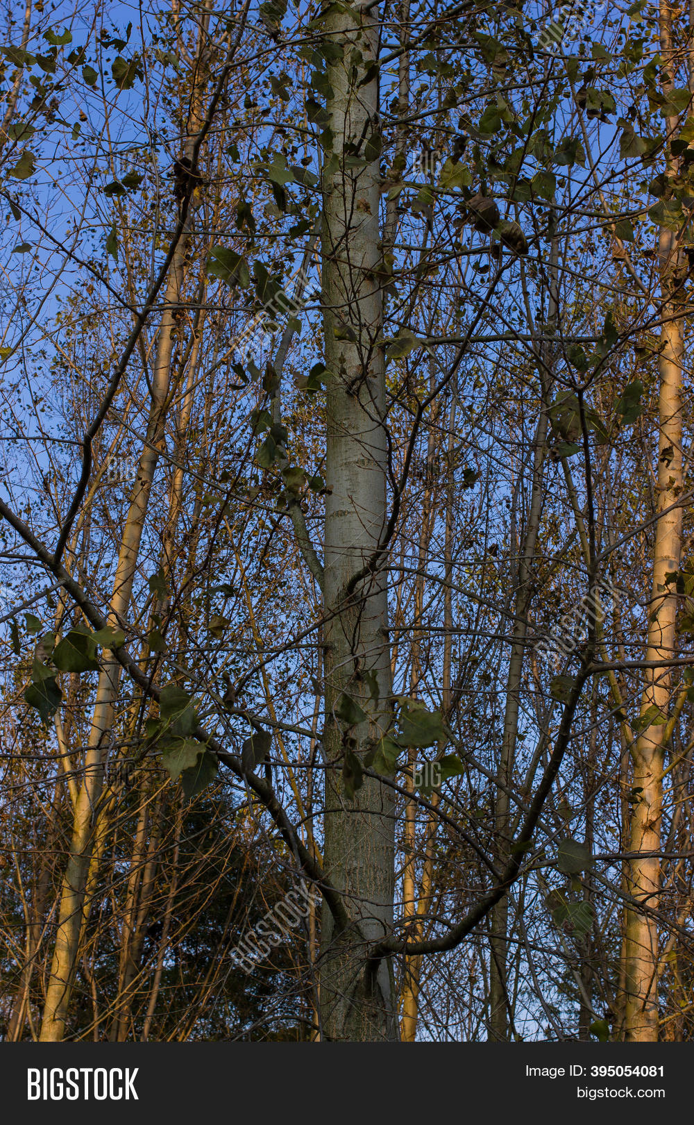 Poplar Grove Autumn Image & Photo (Free Trial) | Bigstock