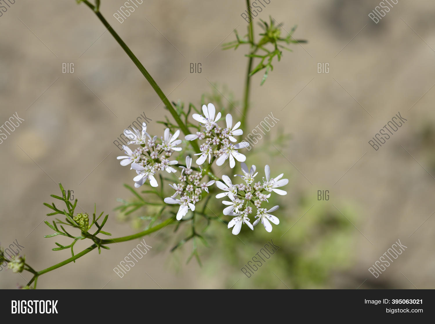 Common Coriander Image & Photo (Free Trial) | Bigstock