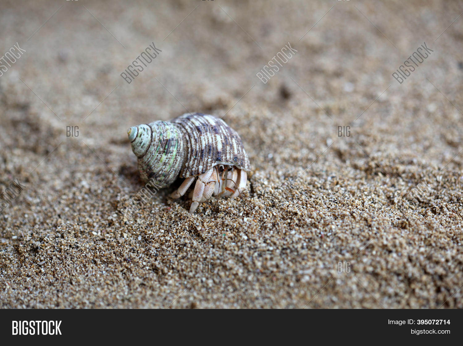 Kelomang Umang-umang ( Image & Photo (Free Trial) | Bigstock