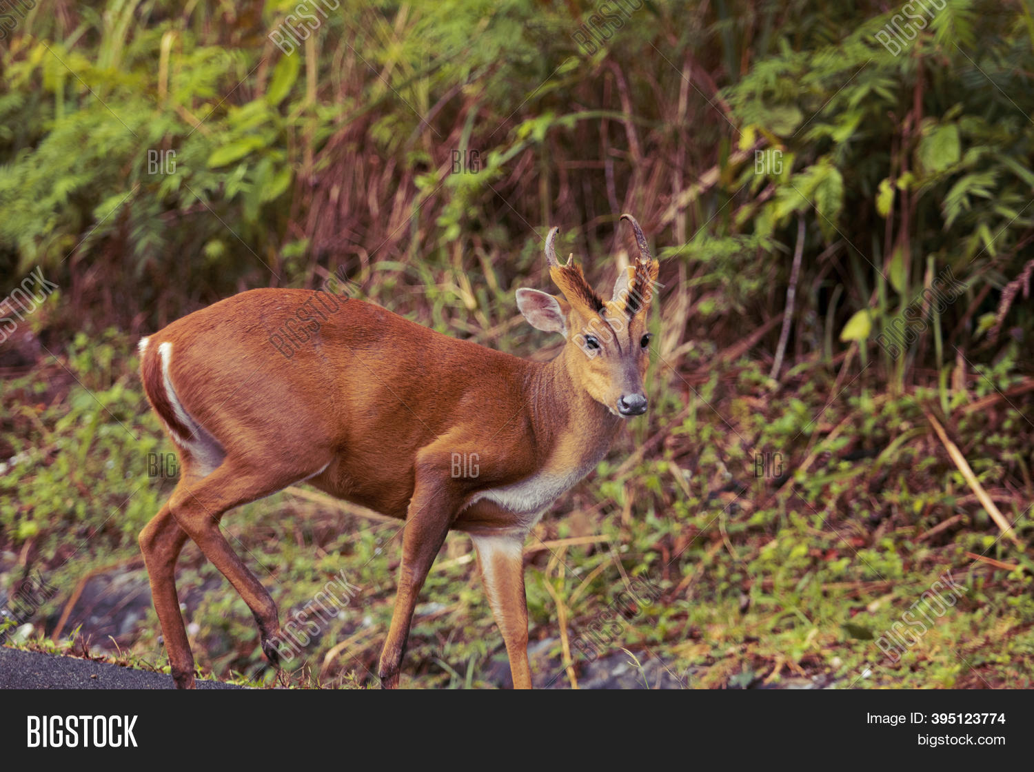 Side View Barking Deer Image & Photo (Free Trial) | Bigstock