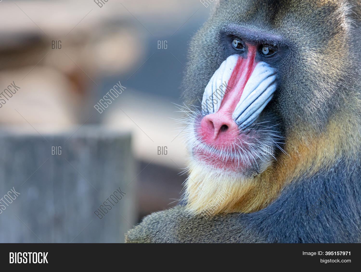 Colorful Mandrill Image & Photo (Free Trial) | Bigstock