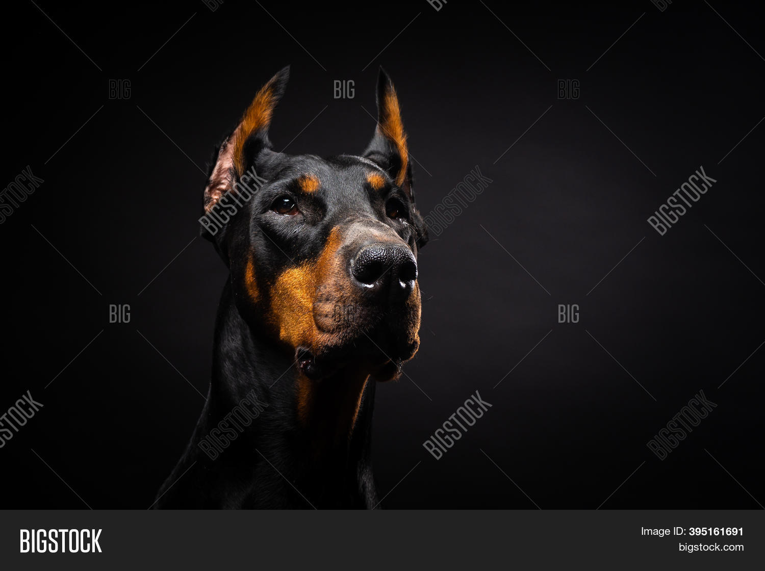 Portrait Doberman Dog Image & Photo (Free Trial) | Bigstock