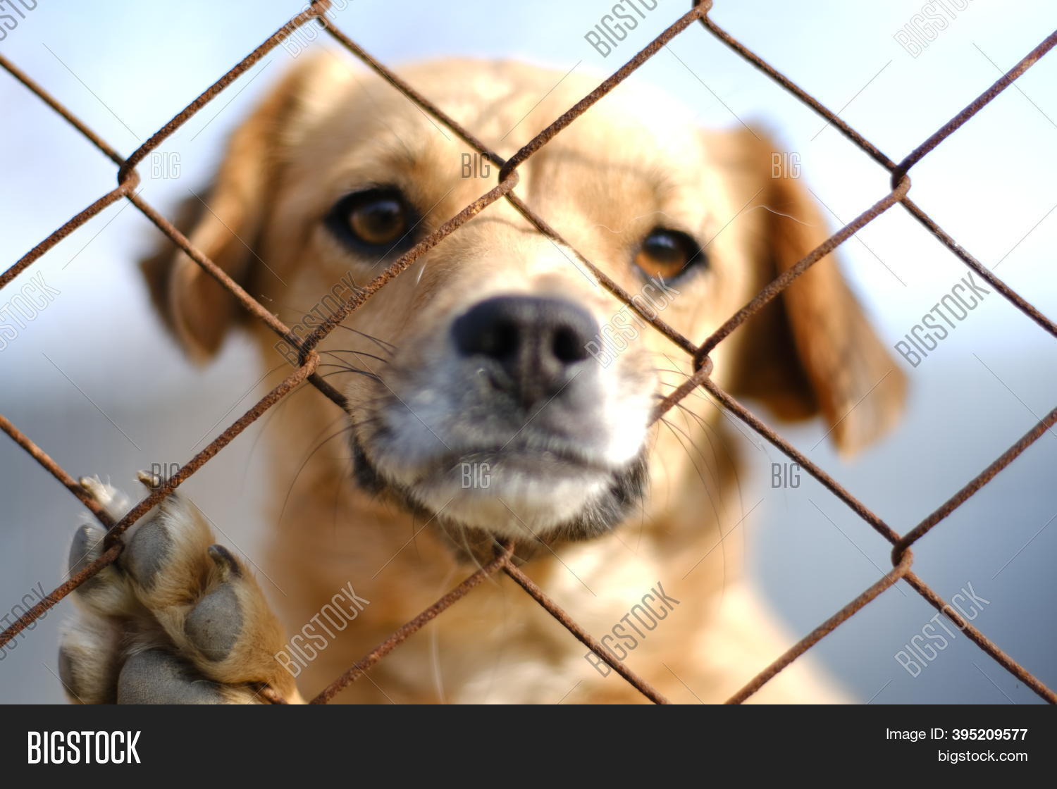 Portrait Dog Behind Image & Photo (Free Trial) | Bigstock