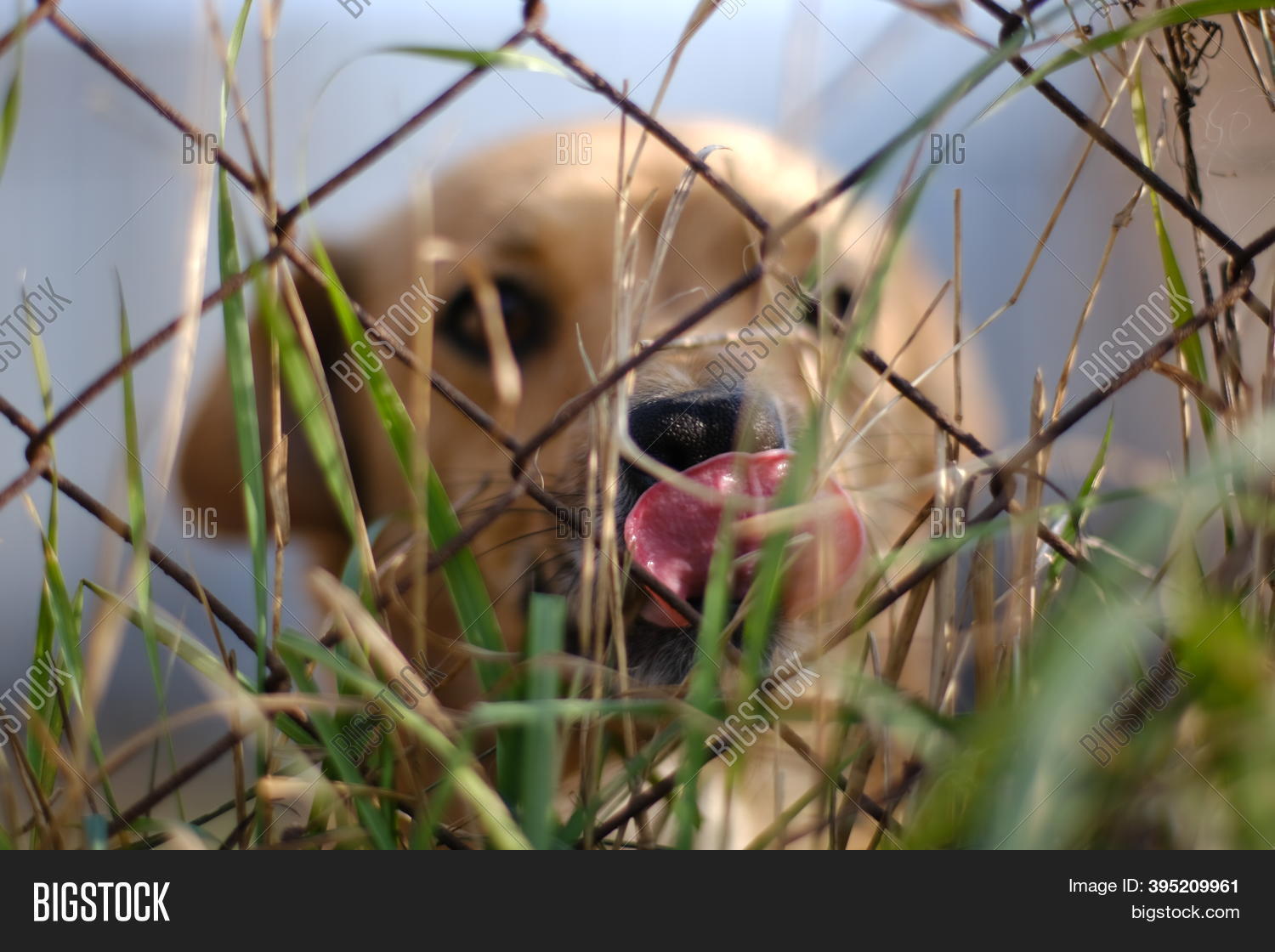 Portrait Dog Behind Image & Photo (Free Trial) | Bigstock
