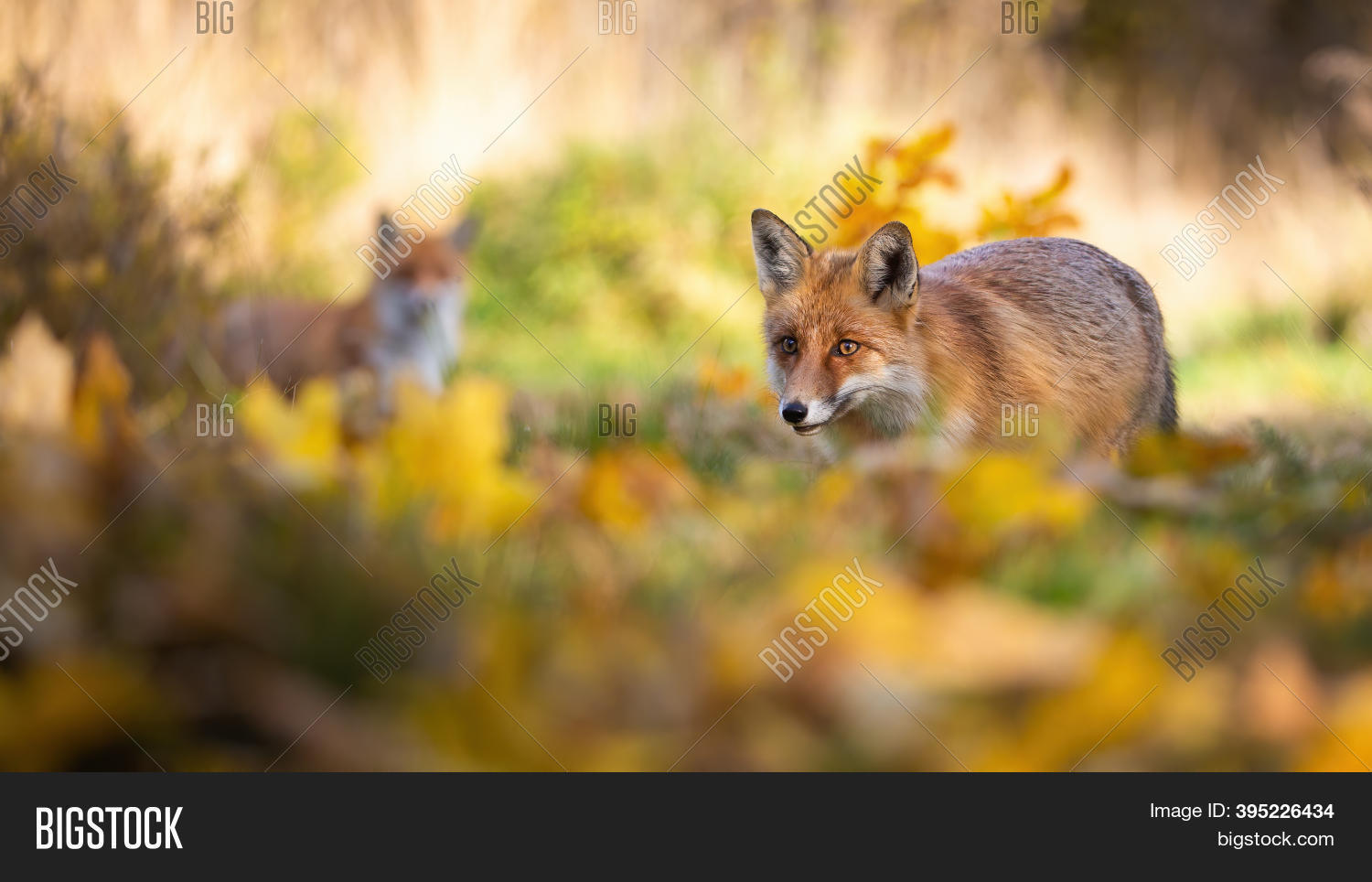 Red Fox Hunting Autumn Image & Photo (Free Trial) | Bigstock