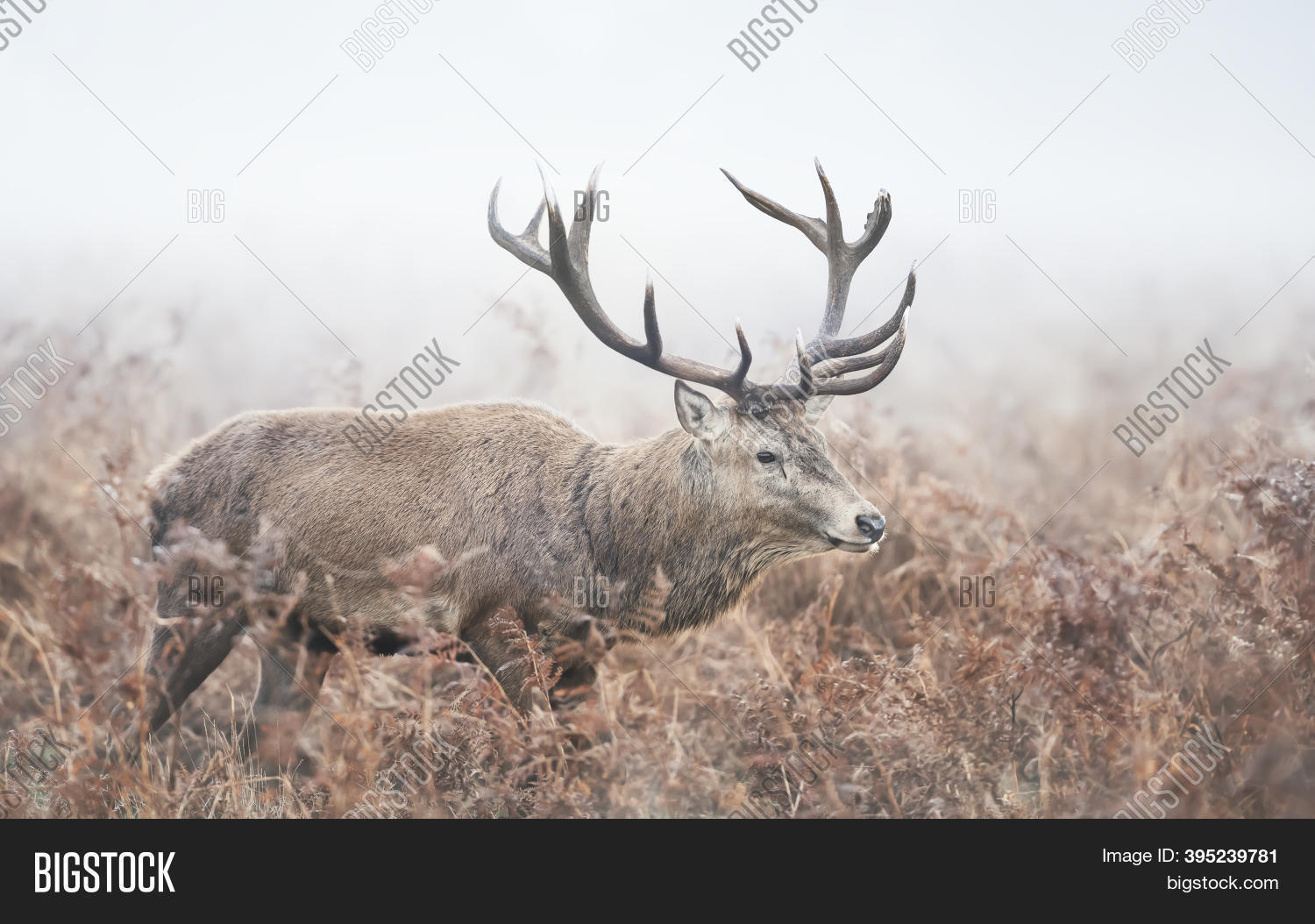 Close- Red Deer Stag Image & Photo (Free Trial) | Bigstock