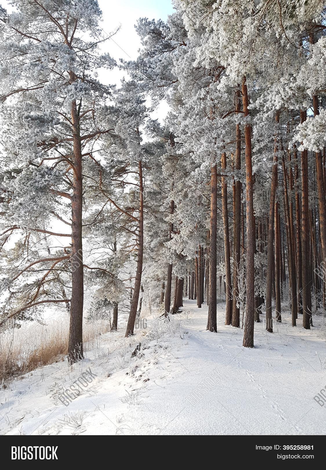 Snow-covered Ground Image & Photo (Free Trial) | Bigstock