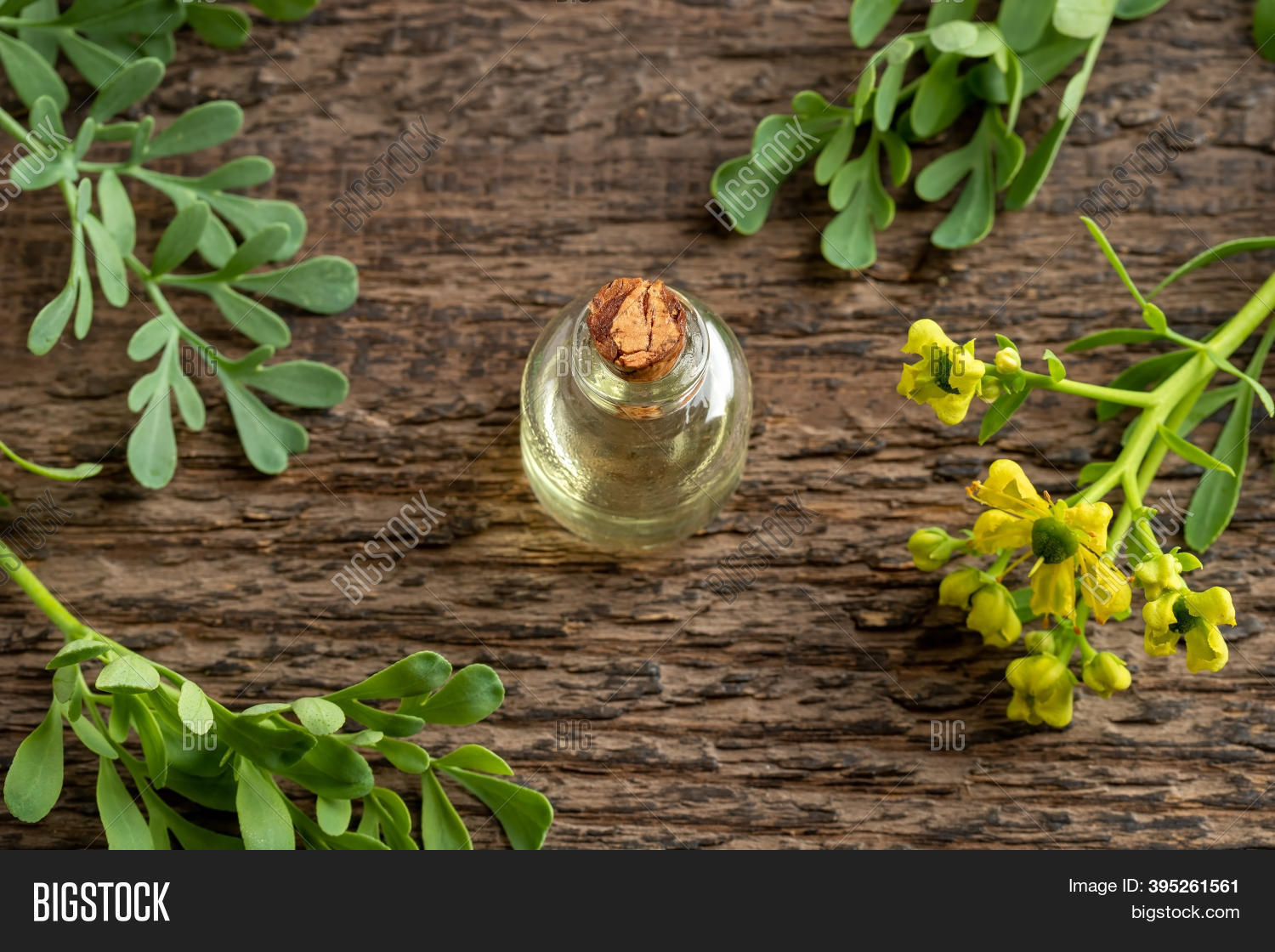 Essential Oil Bottle Image & Photo (Free Trial) | Bigstock