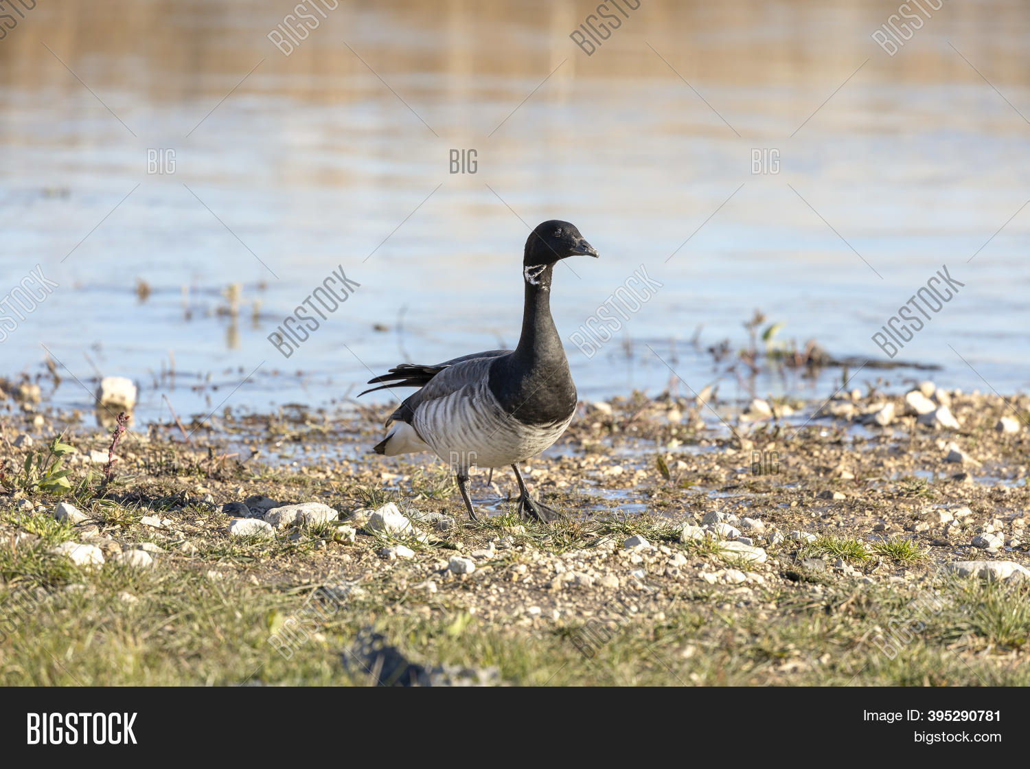 Brant. Smaller Species Image & Photo (Free Trial) | Bigstock