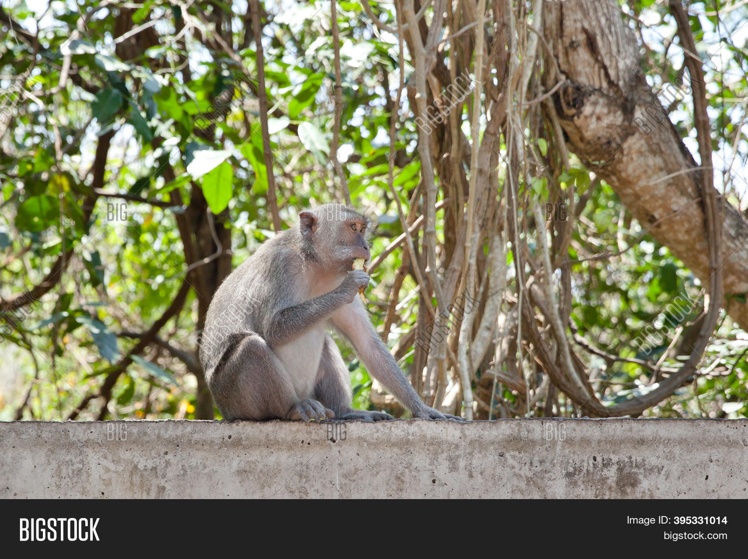 Portrait Old Monkey Be Image & Photo (Free Trial) | Bigstock