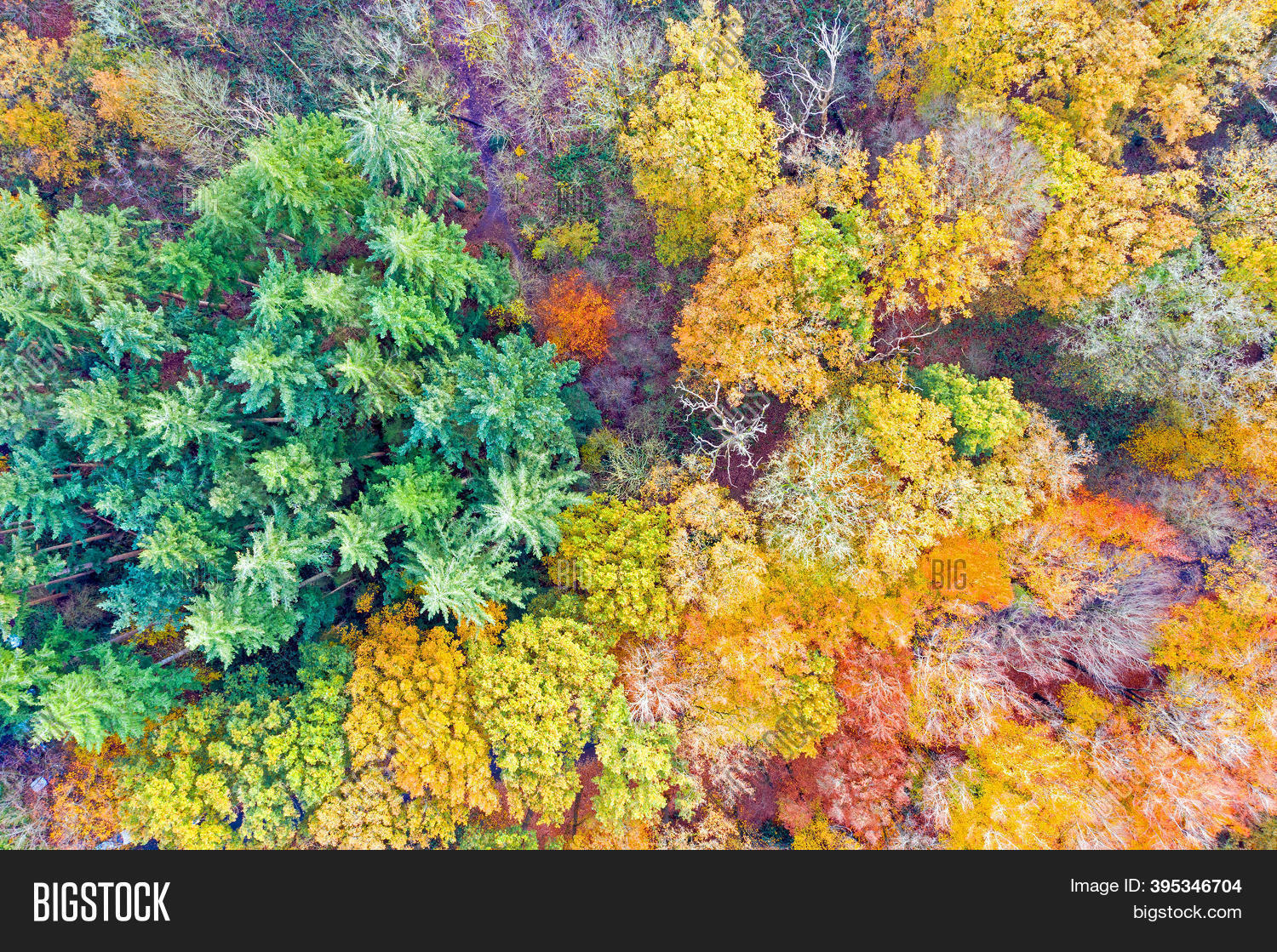 Aerial Topshot Trees Image & Photo (Free Trial) | Bigstock