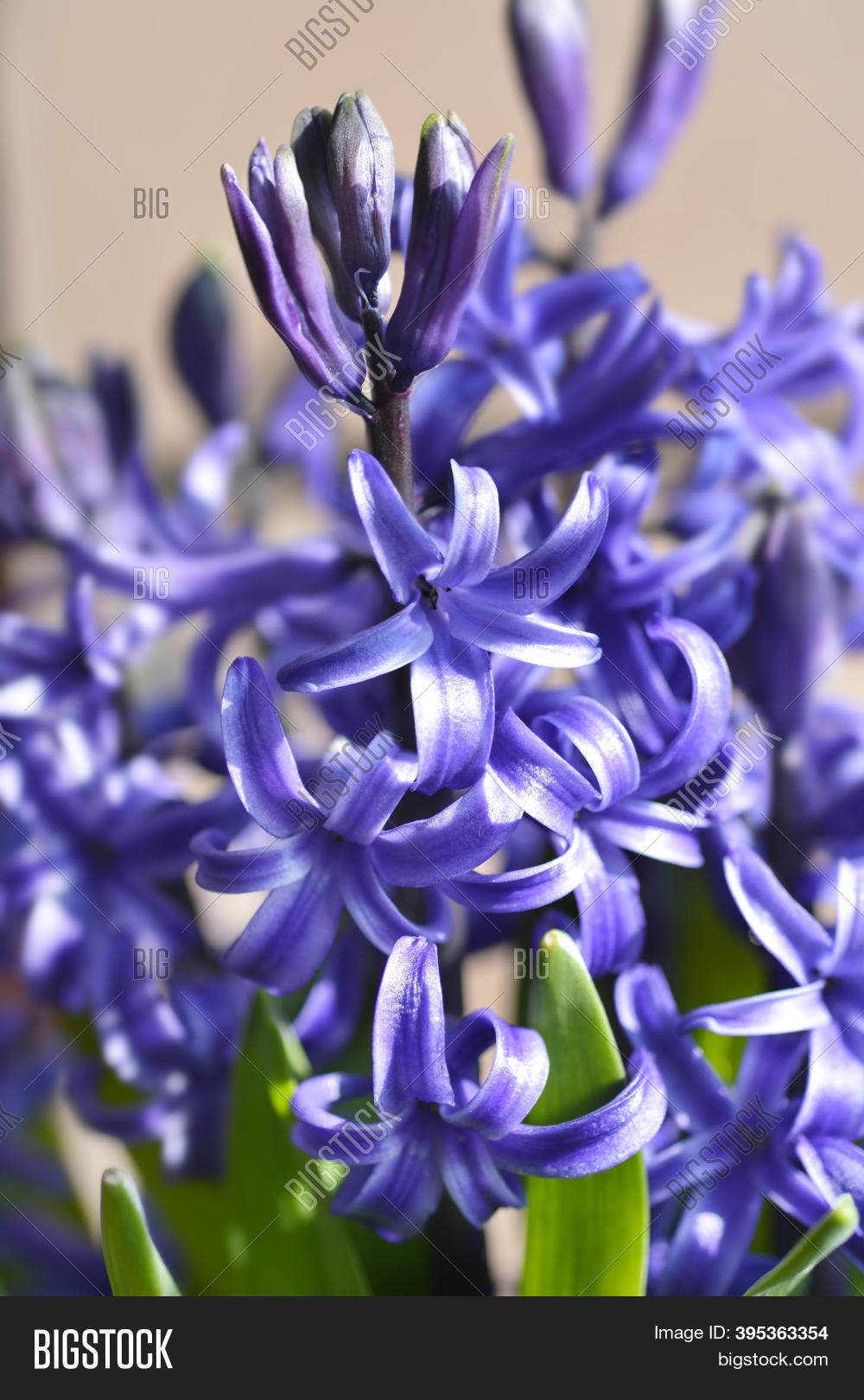 Multiflora Hyacinth Image & Photo (Free Trial) | Bigstock