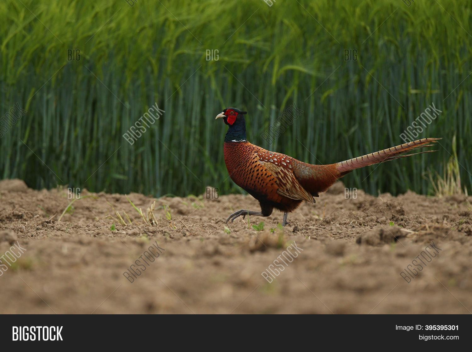 Wild Pheasant Male Image & Photo (Free Trial) | Bigstock