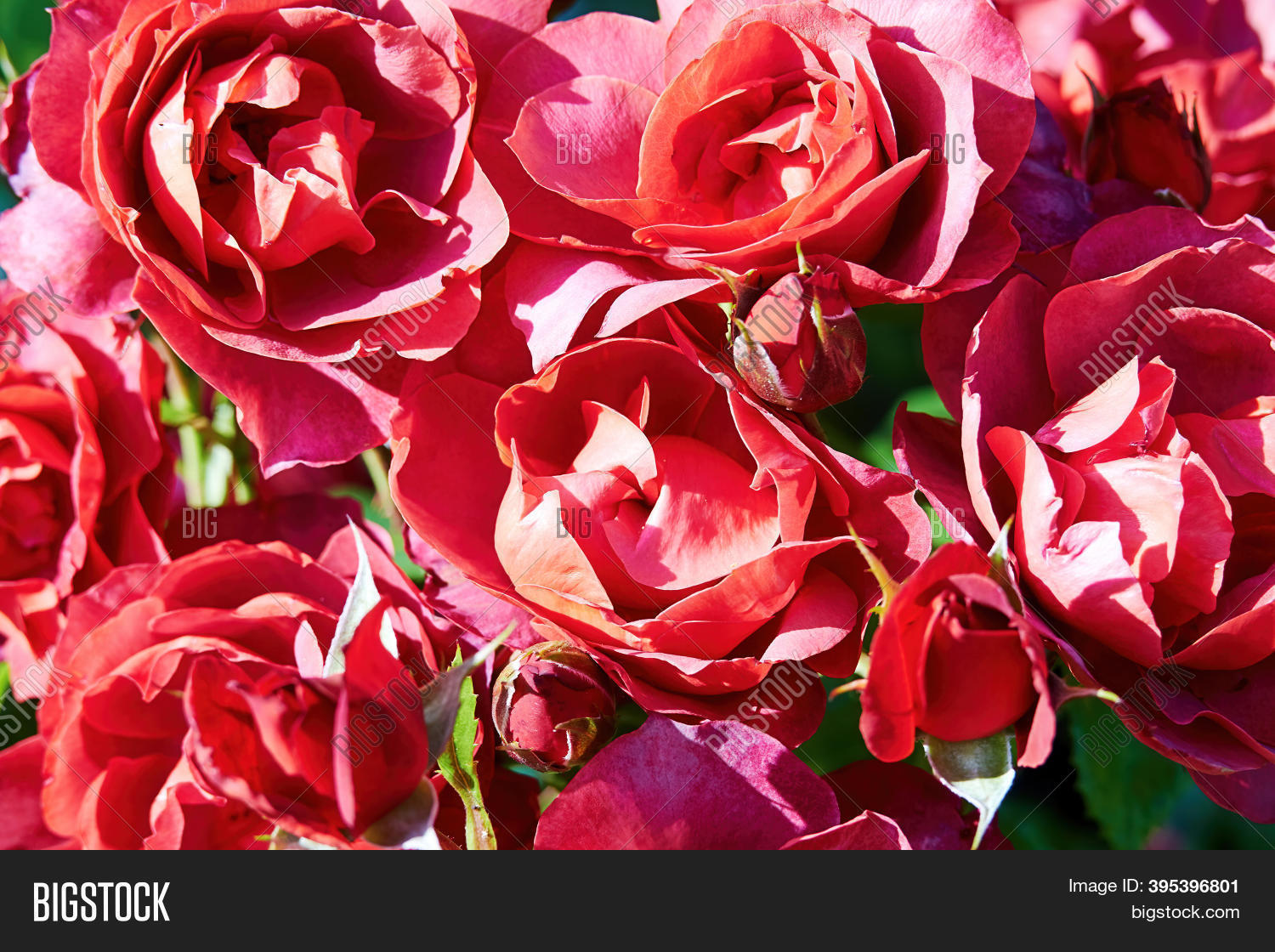 Bright Red Roses Image & Photo (Free Trial) | Bigstock