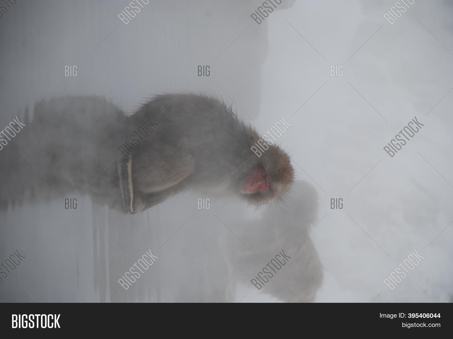 Snow Monkeys Enjoying Image & Photo (Free Trial) | Bigstock