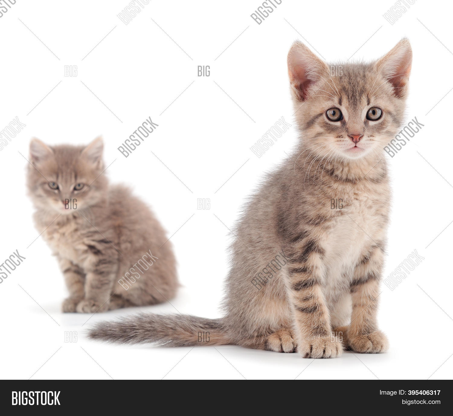 Two Small Gray Kitten Image & Photo (Free Trial) | Bigstock