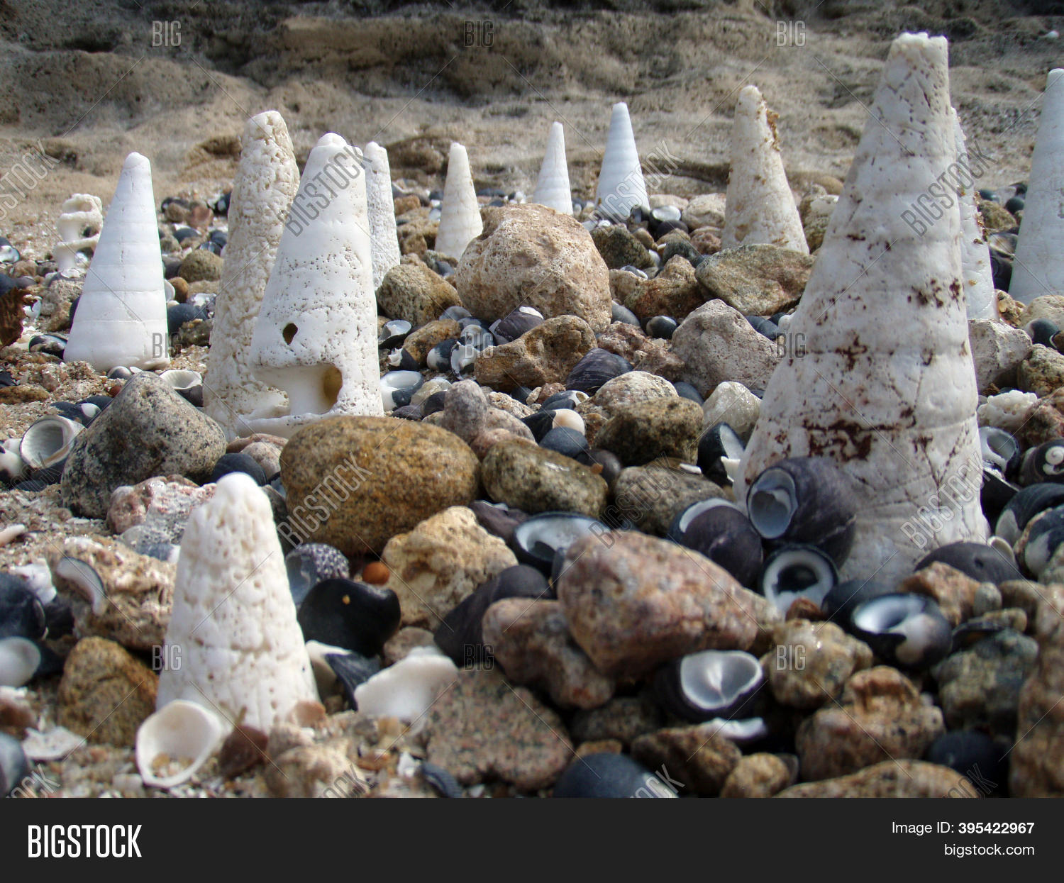 Sea Shells Beach Image & Photo (Free Trial) | Bigstock