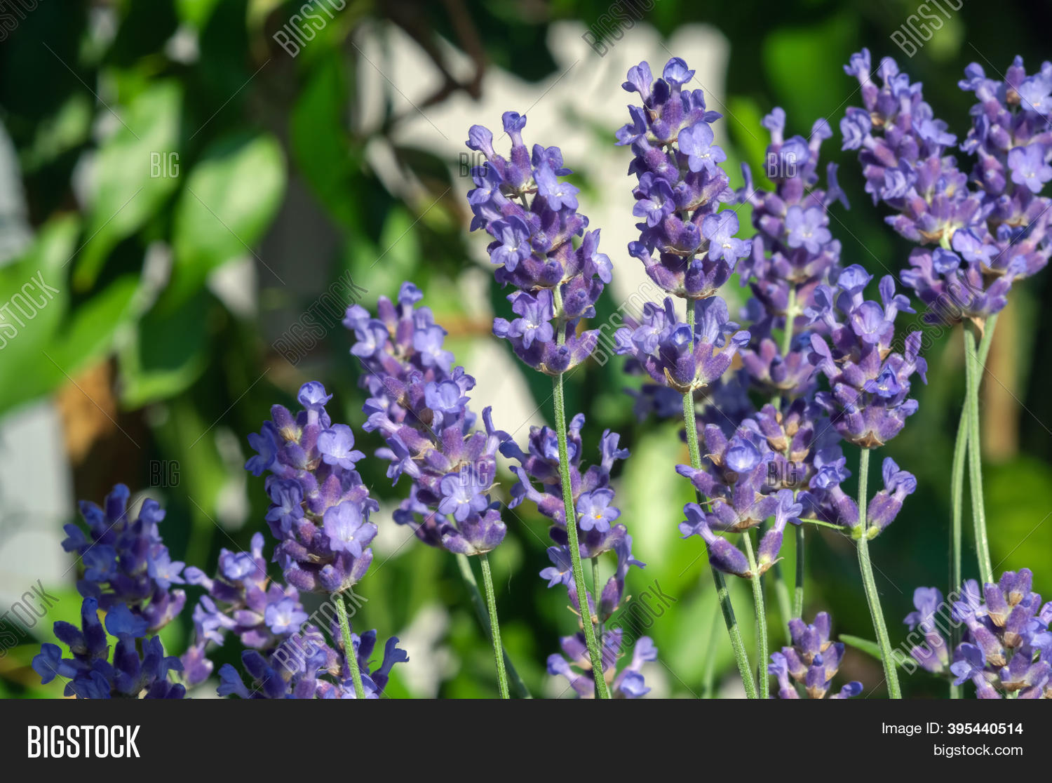 Close Blue Lavandula Image & Photo (Free Trial) | Bigstock