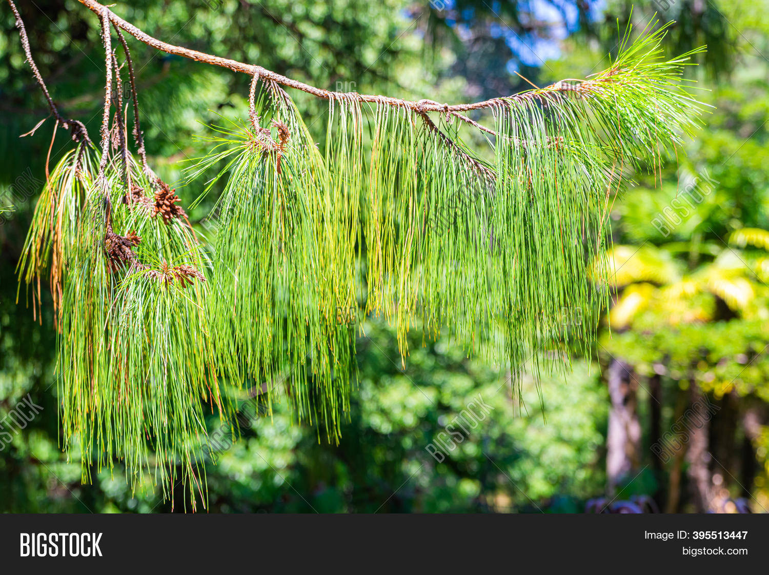 Pinus Patula. Pinus Image & Photo (Free Trial) | Bigstock