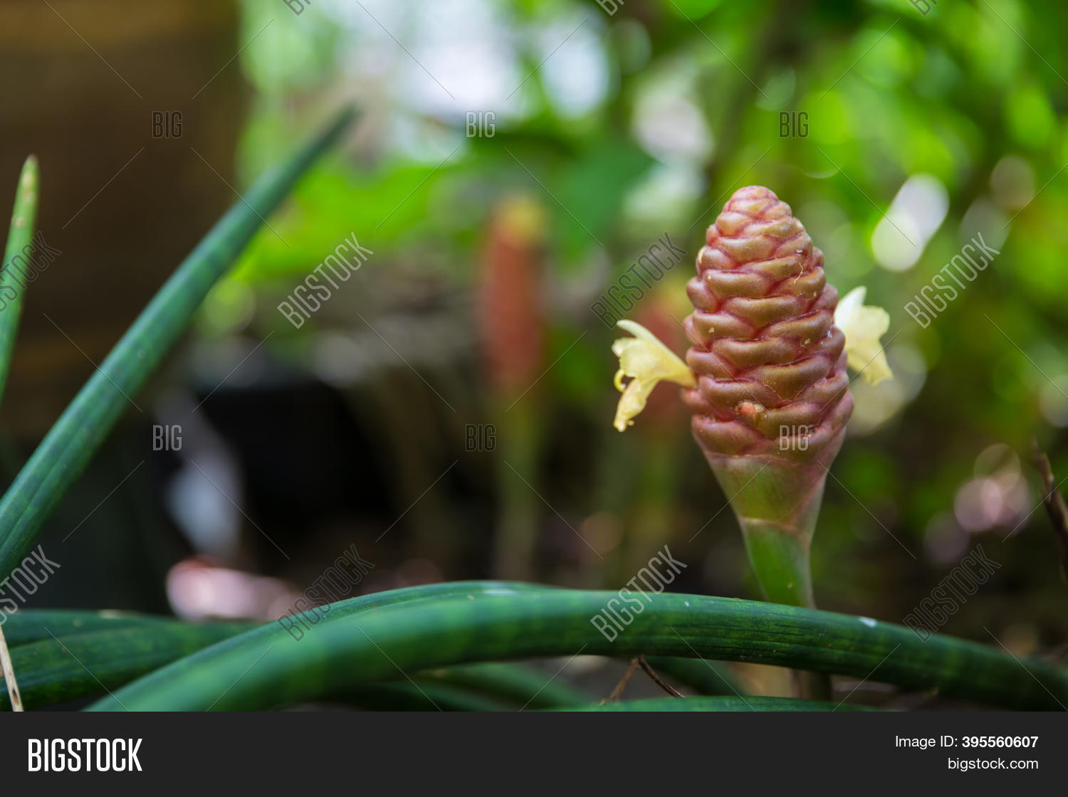 Red Pinecone Ginger Image & Photo (Free Trial) | Bigstock