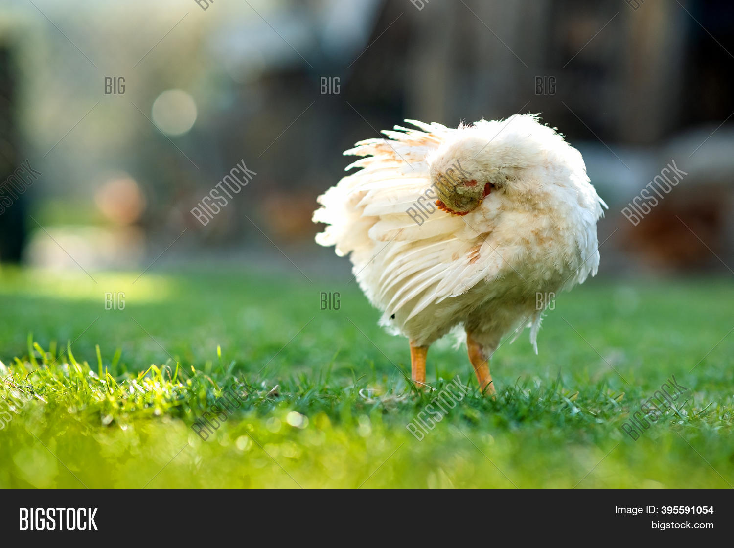 Hen Feed On Image & Photo (Free Trial) | Bigstock