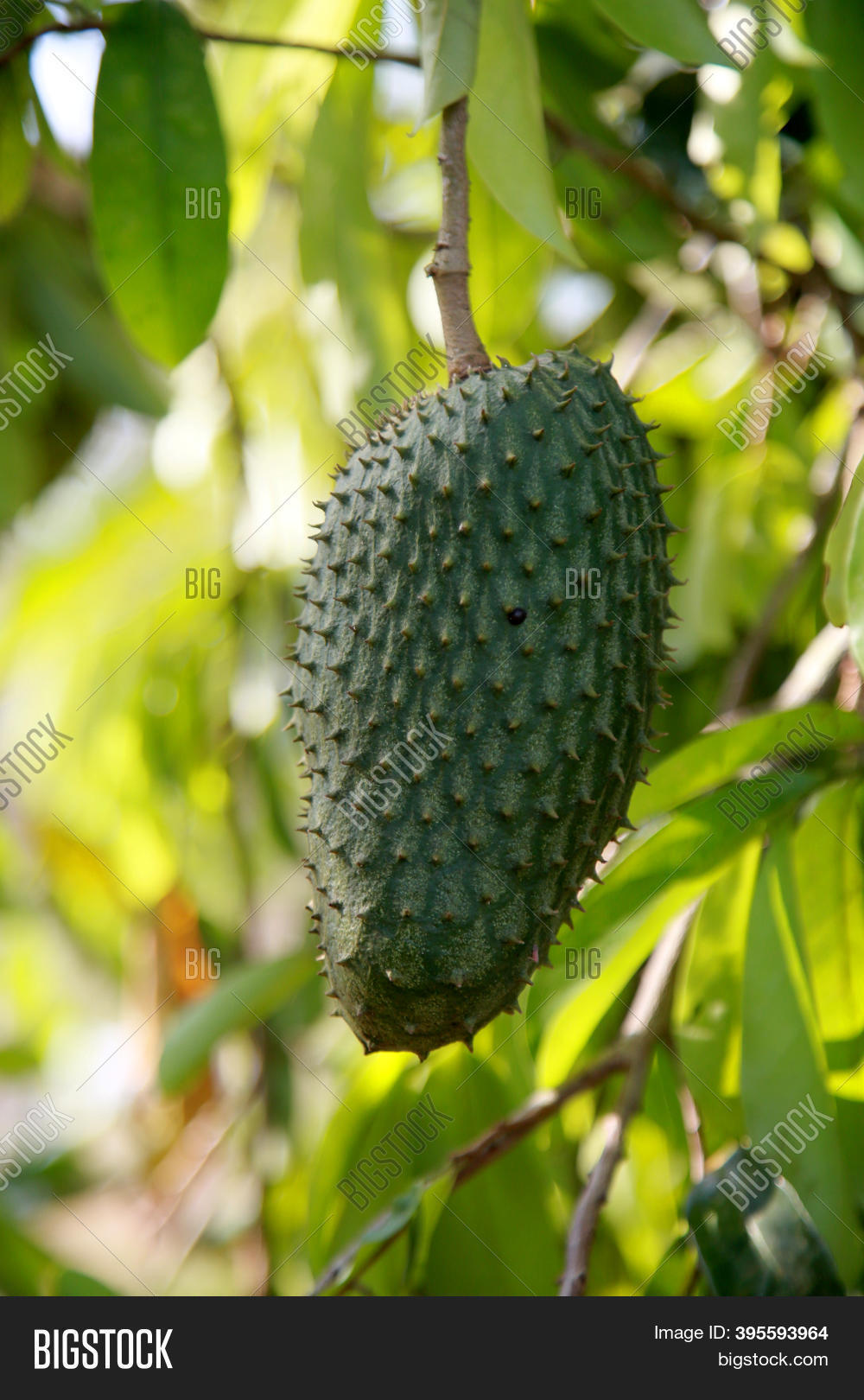 Soursop Plantation Image & Photo (Free Trial) | Bigstock
