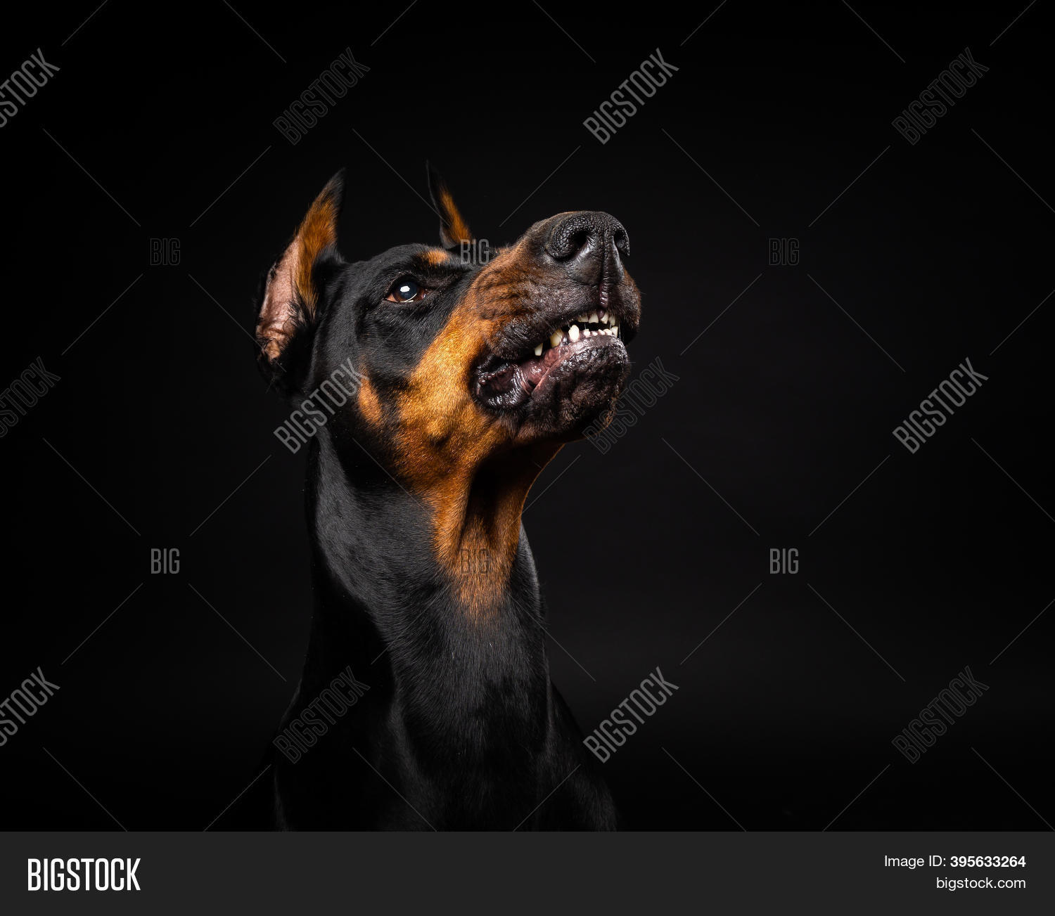 Portrait Doberman Dog Image & Photo (Free Trial) | Bigstock