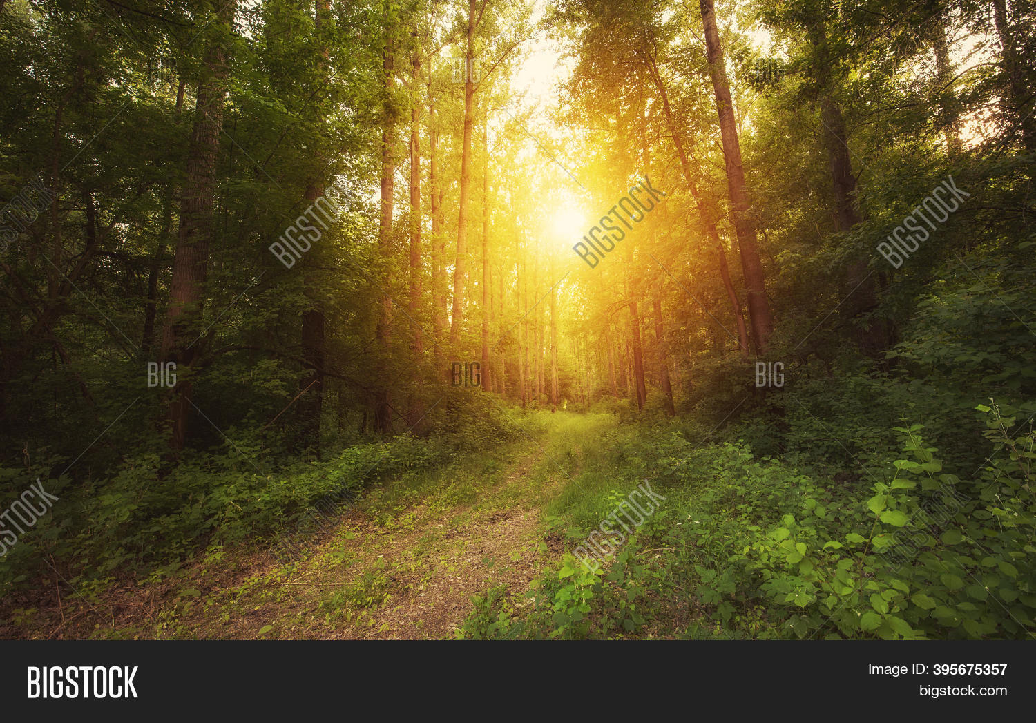 Forest Landscape Sunny Image & Photo (Free Trial) | Bigstock