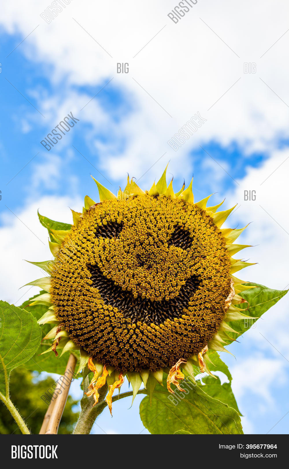 Face On Sunflower Made Image & Photo (Free Trial) | Bigstock