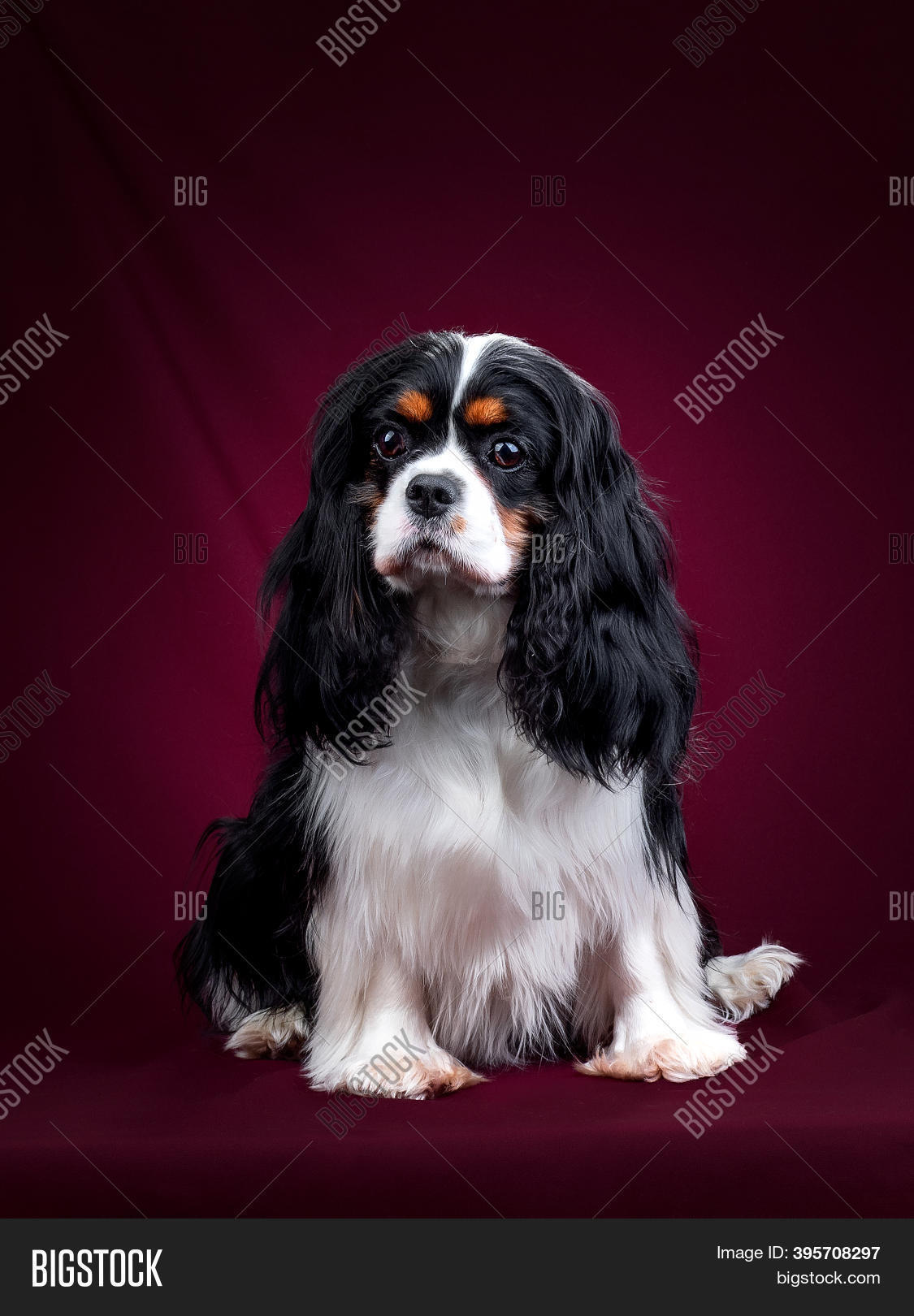 Beautiful Dog Cavalier Image & Photo (Free Trial) | Bigstock