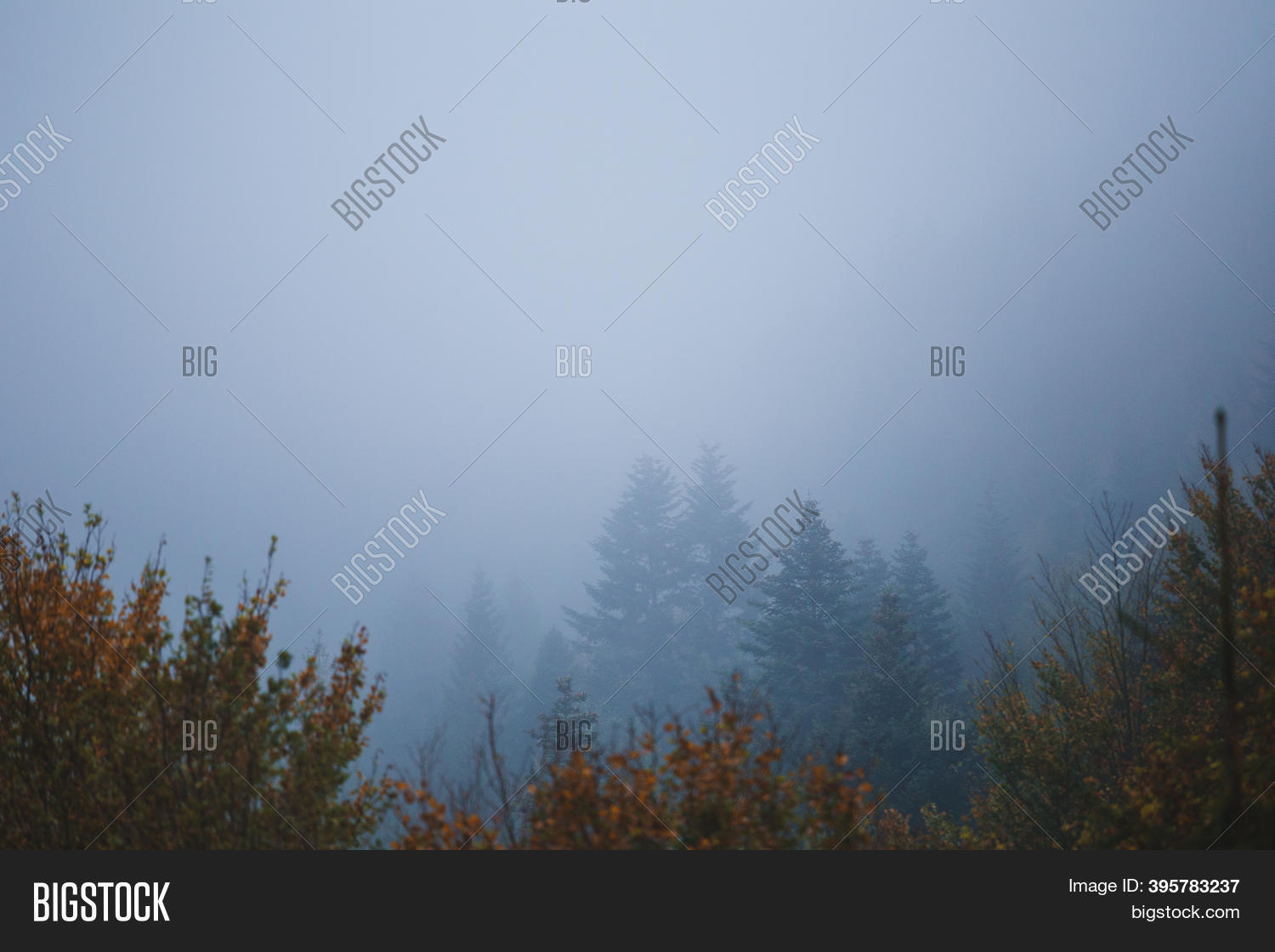 Fog Forest, Mountain Image & Photo (Free Trial) | Bigstock
