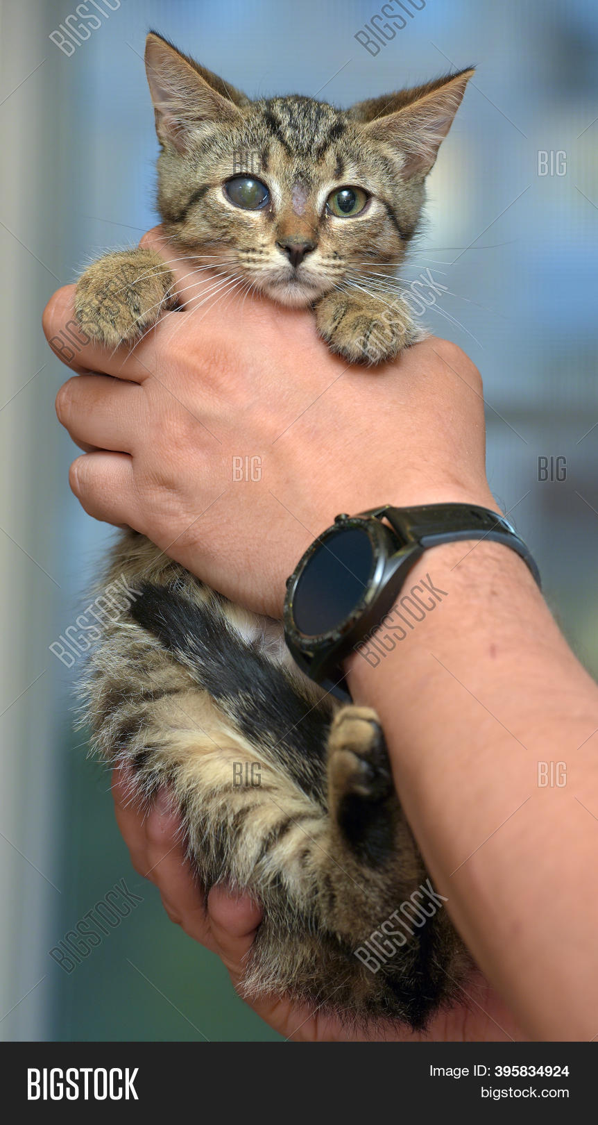 Cute Tabby Kitten Sick Image & Photo (Free Trial) | Bigstock