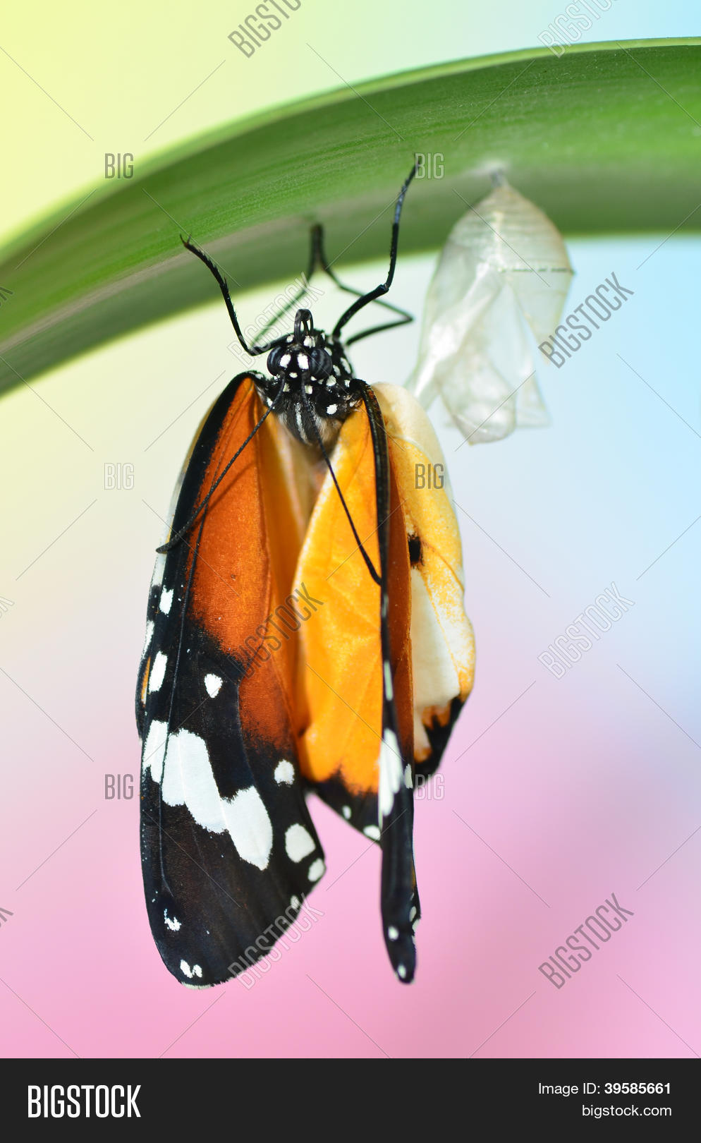 Butterfly Emerging Image & Photo (Free Trial) | Bigstock