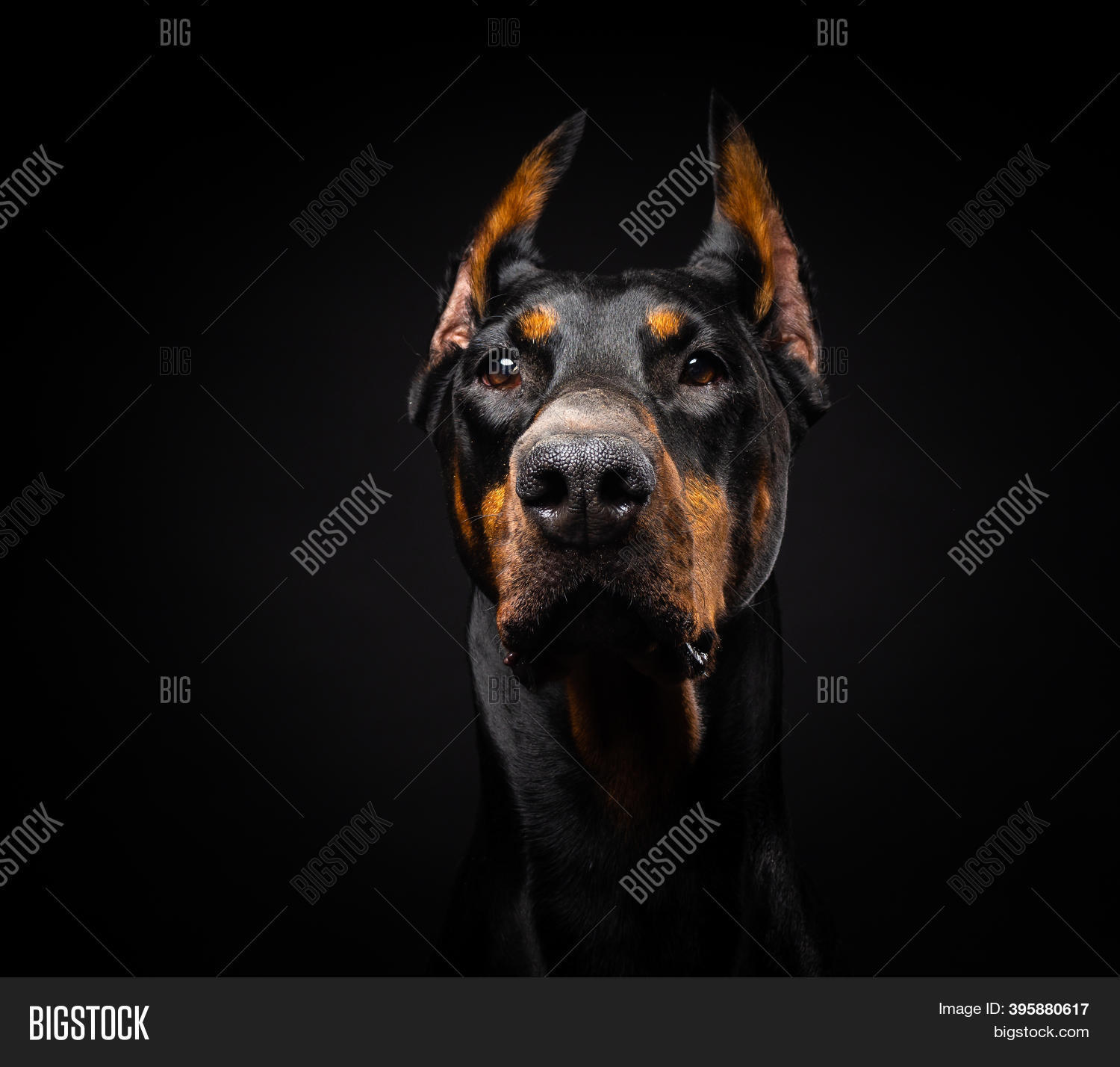 Portrait Doberman Dog Image & Photo (Free Trial) | Bigstock