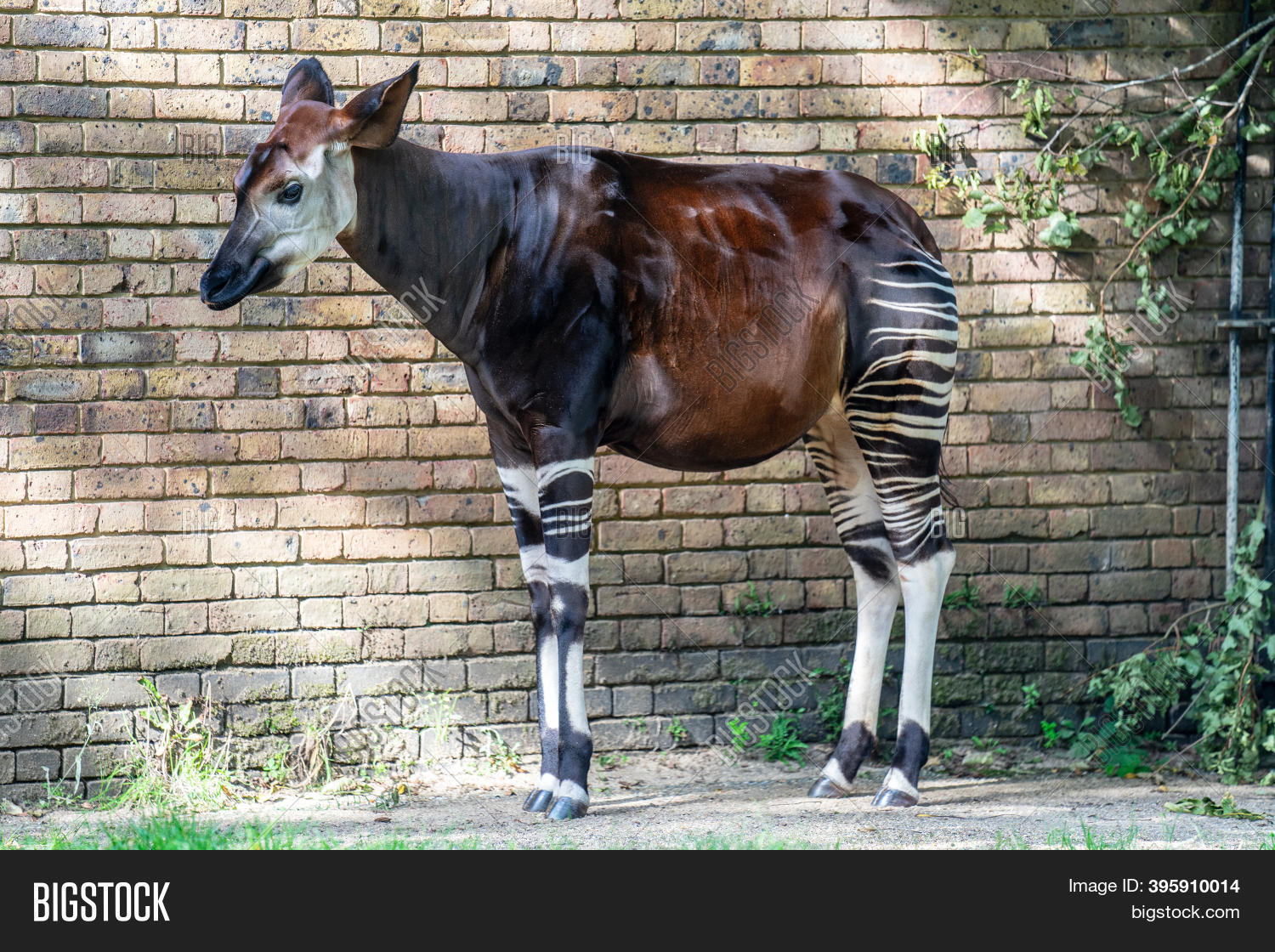 Okapi, Okapia Image & Photo (Free Trial) | Bigstock