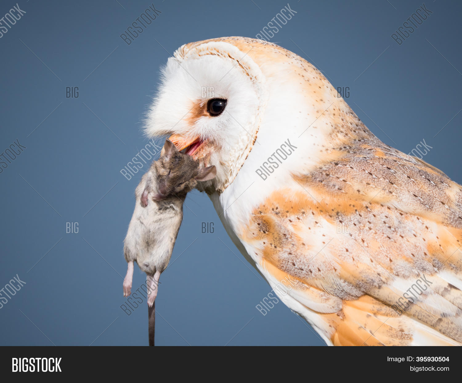 Close Barn Owl Mouse Image & Photo (Free Trial) | Bigstock